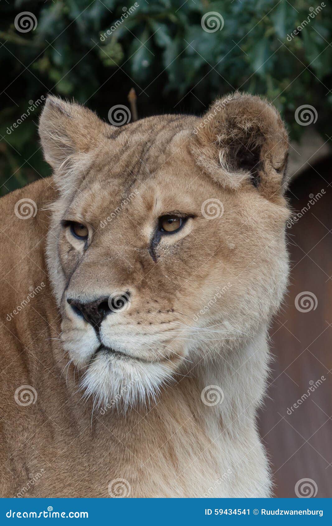 Lioness Head. stock image. Image of wildlife, animal - 59434541