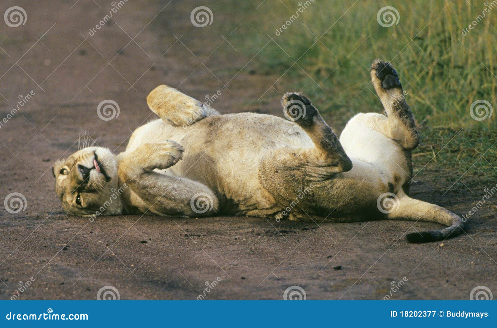 Lioness On Her Back Royalty Free Stock Photography - Image: 18202377