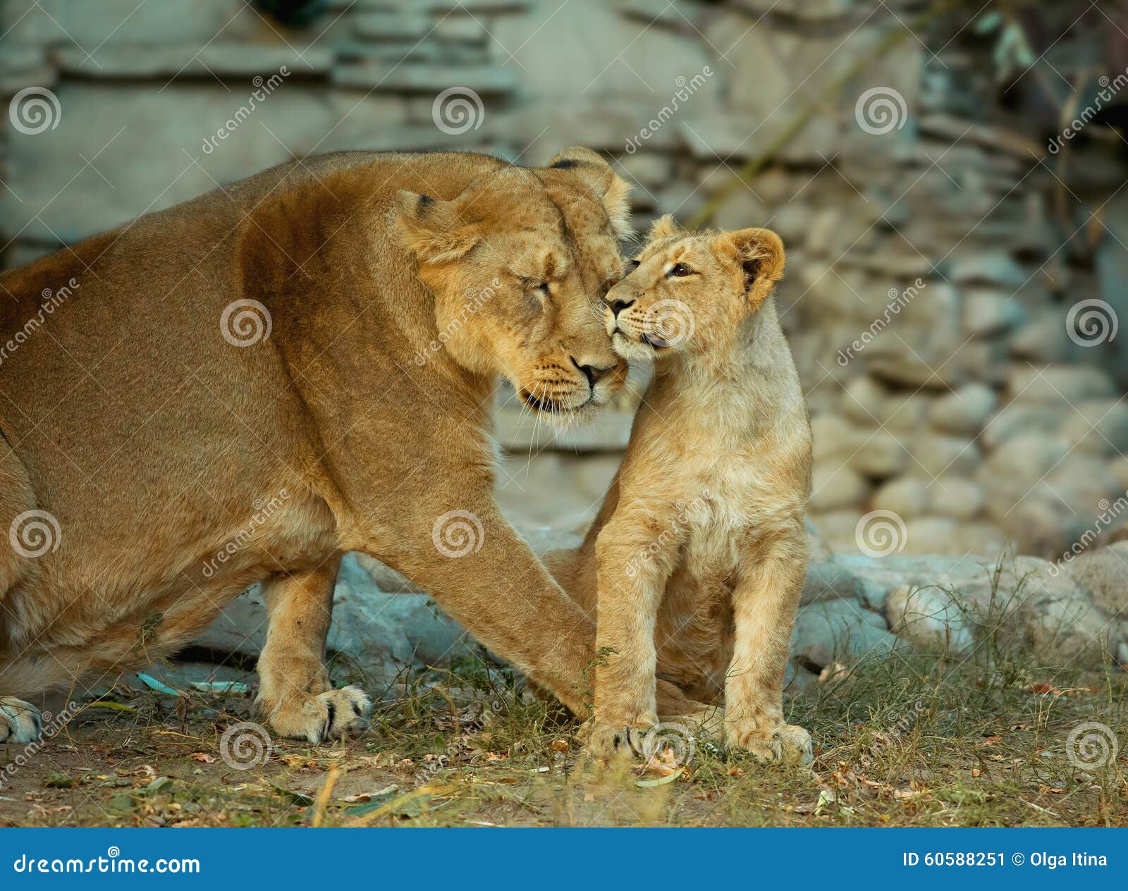 Lioness with Her Little Cub Stock Image - Image of lioness, mammal ...