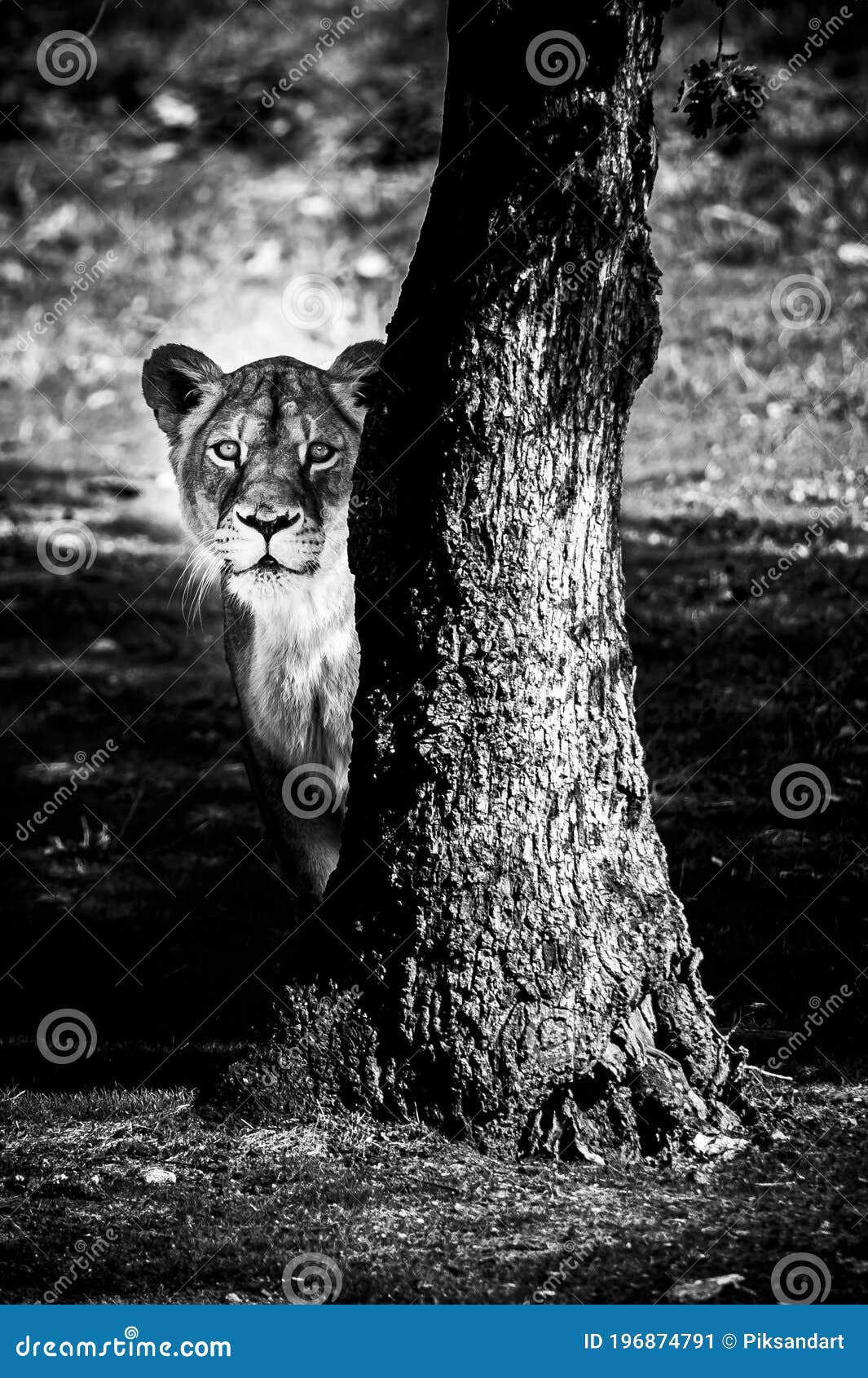 Lioness on the hunt stock image. Image of female, beauty - 196874791