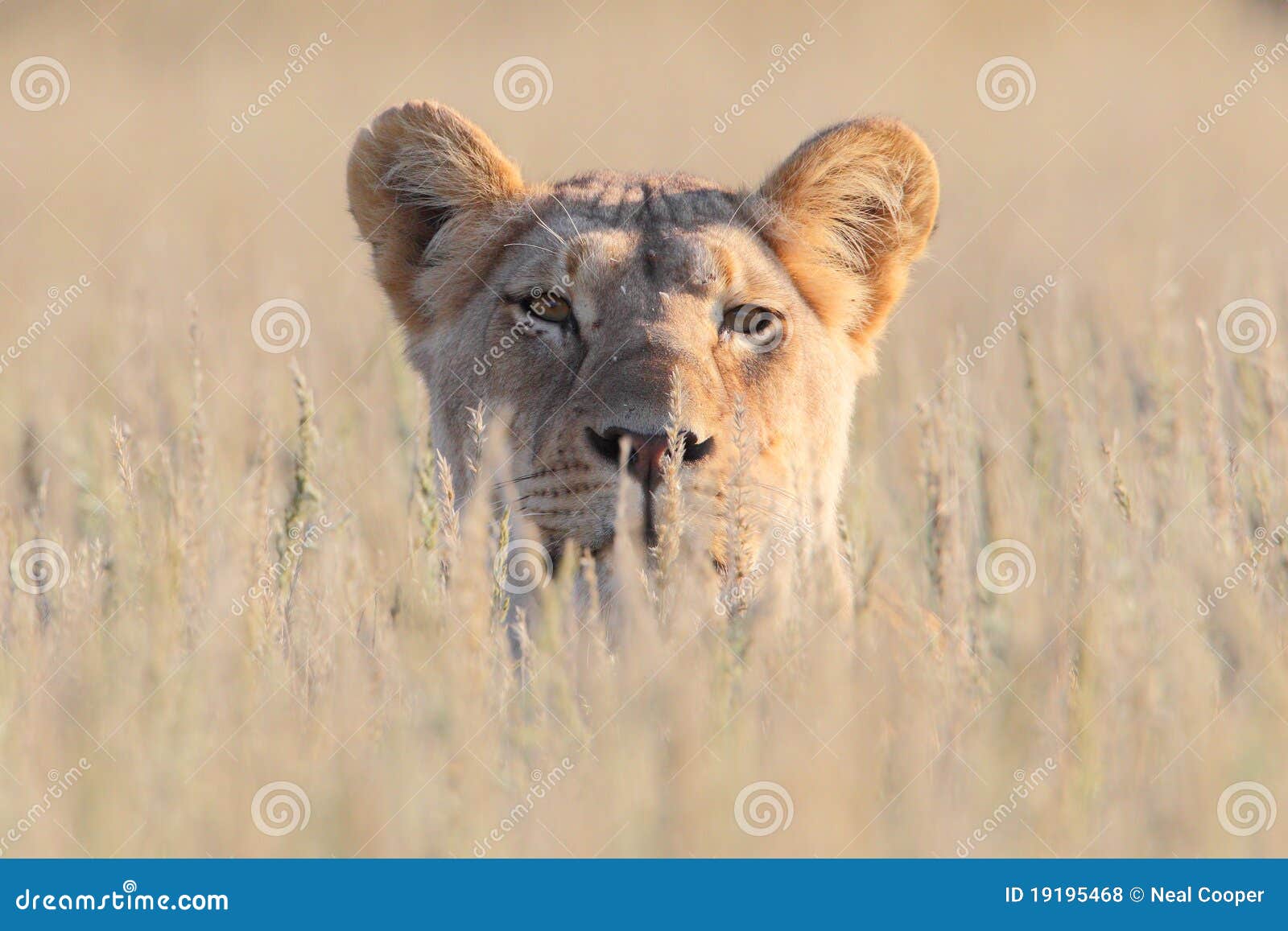 Lioness hunting stock photo. Image of south, hunting - 19195468