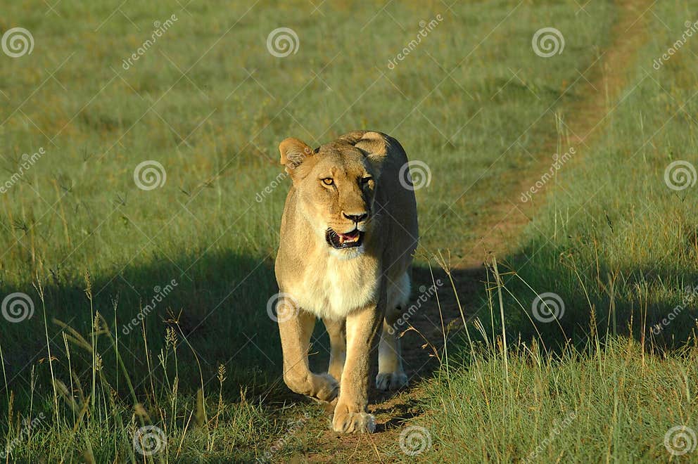 Lioness hunting stock image. Image of evening, move, kalahari - 2014073