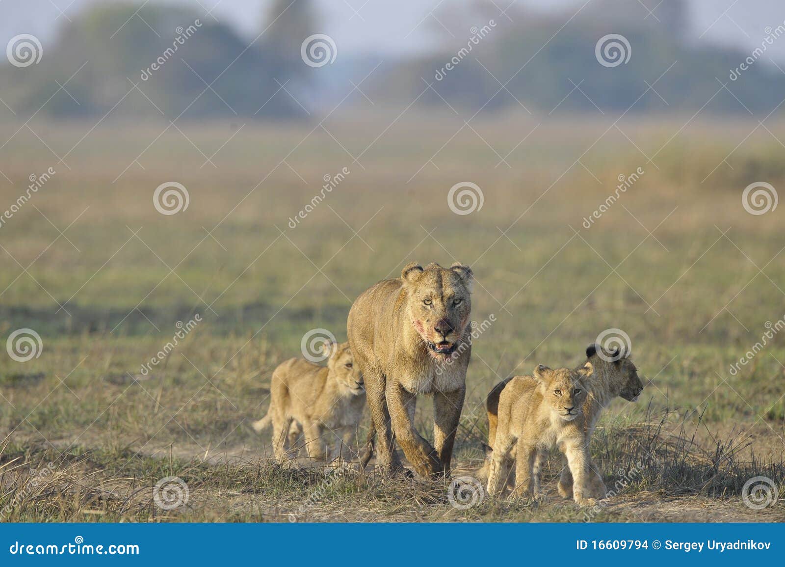 Lioness after Hunting with Cubs. Stock Photo - Image of love, care ...