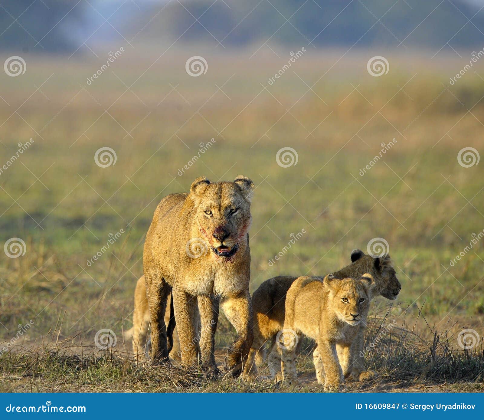 Lioness after Hunting with Cubs. Stock Image - Image of family, furry ...