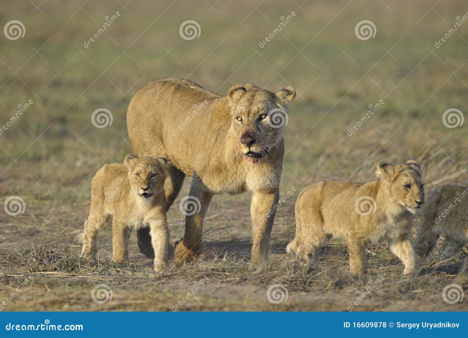 Lioness After Hunting