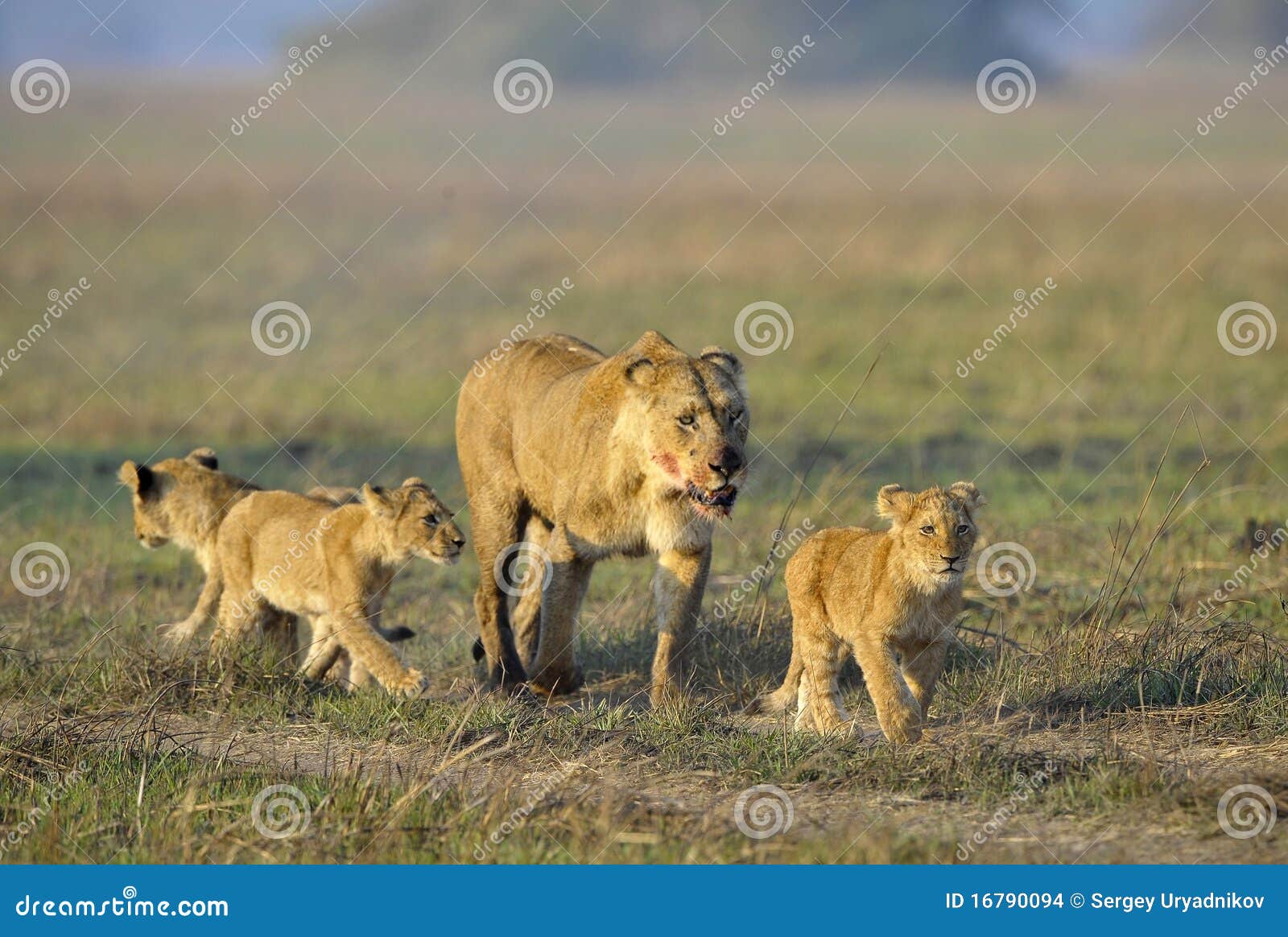 Lioness after Hunting with Cubs. Stock Photo - Image of kitten ...