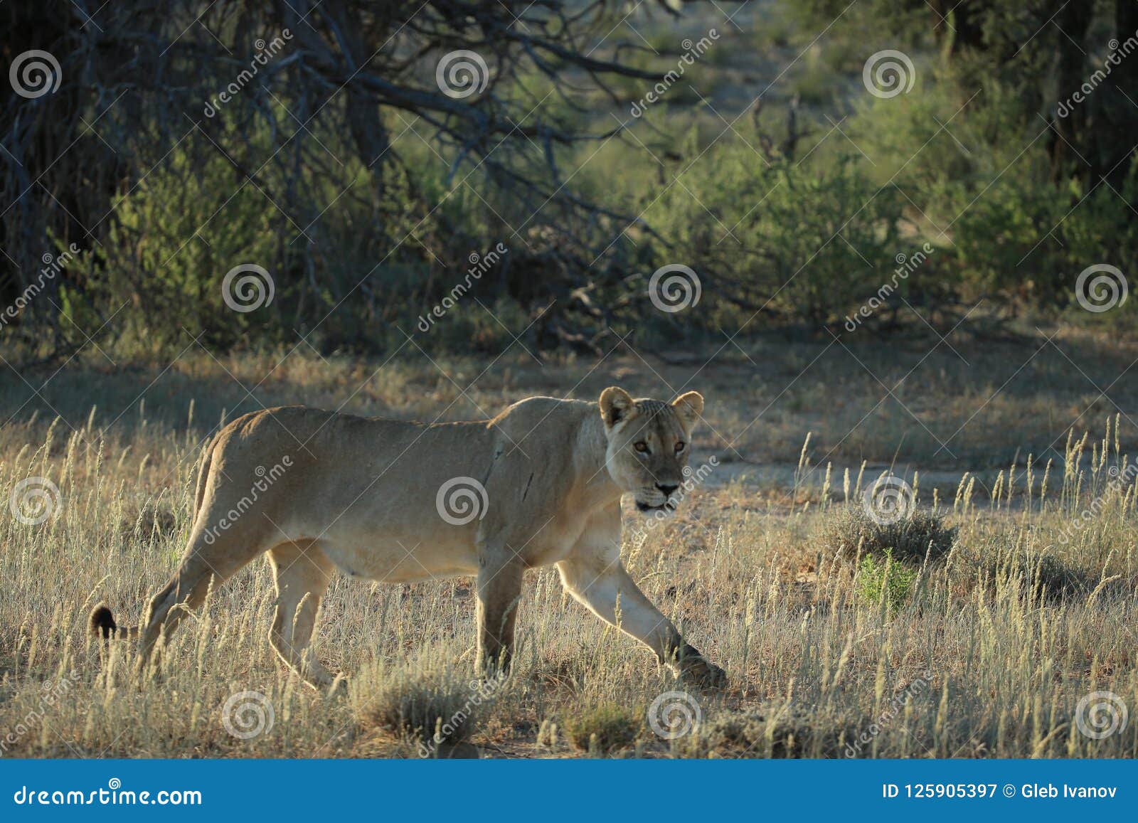 Lioness is Hunting in Savannah Stock Image - Image of nature, africa ...
