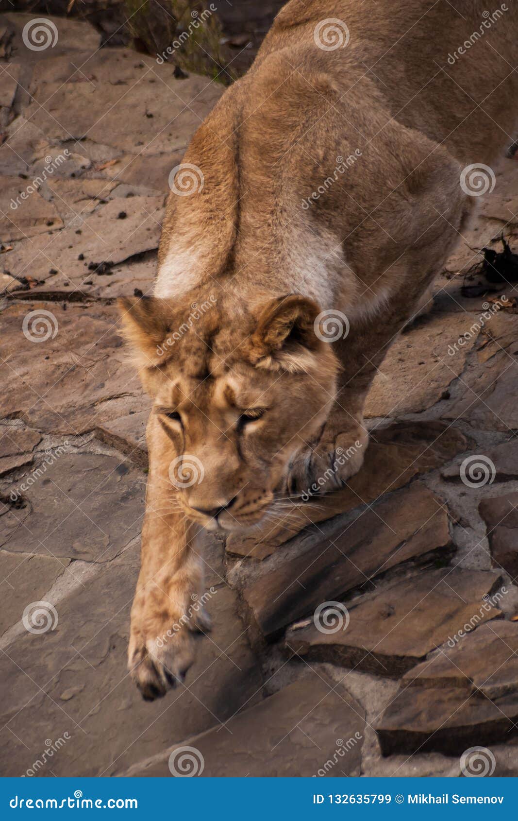 Lioness Stretched Out Along A Wall Surveying Her Domain Stock ...