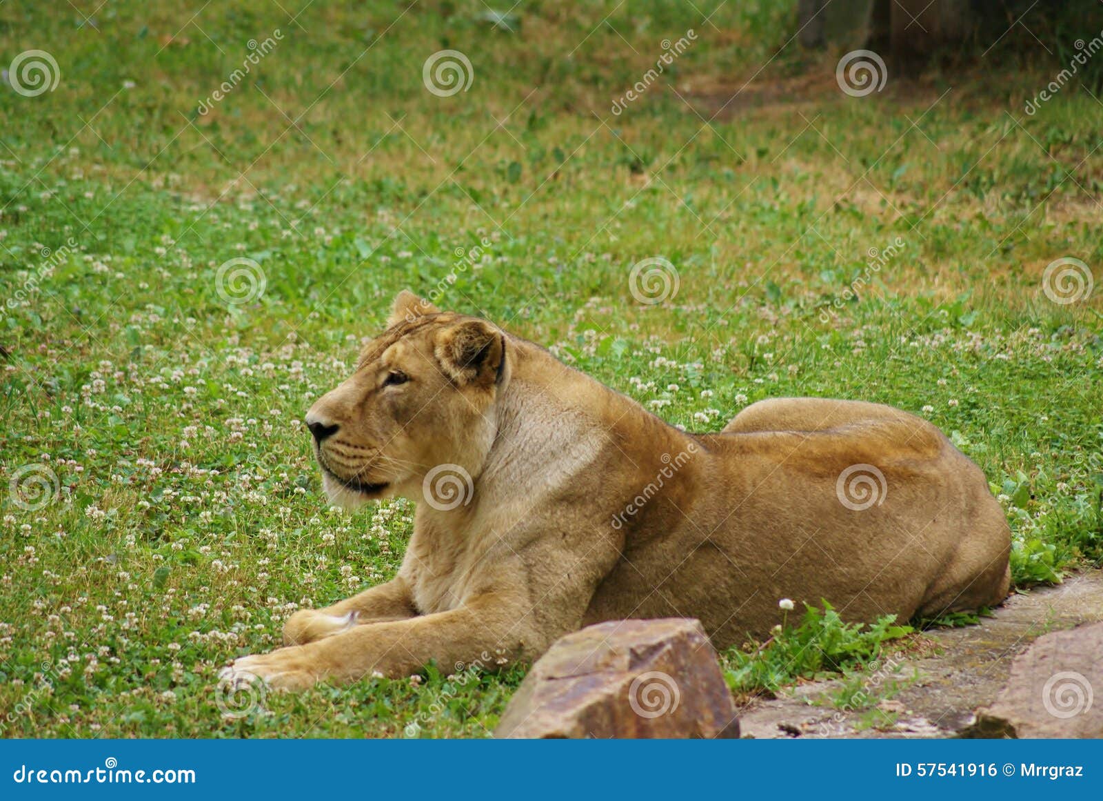 Lioness laying stock photo. Image of territory, rest - 57541916