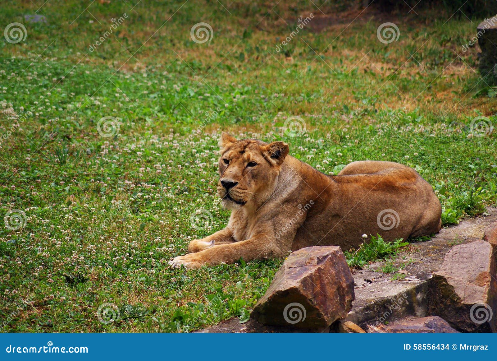 Lioness laying stock photo. Image of rest, female, feline - 58556434