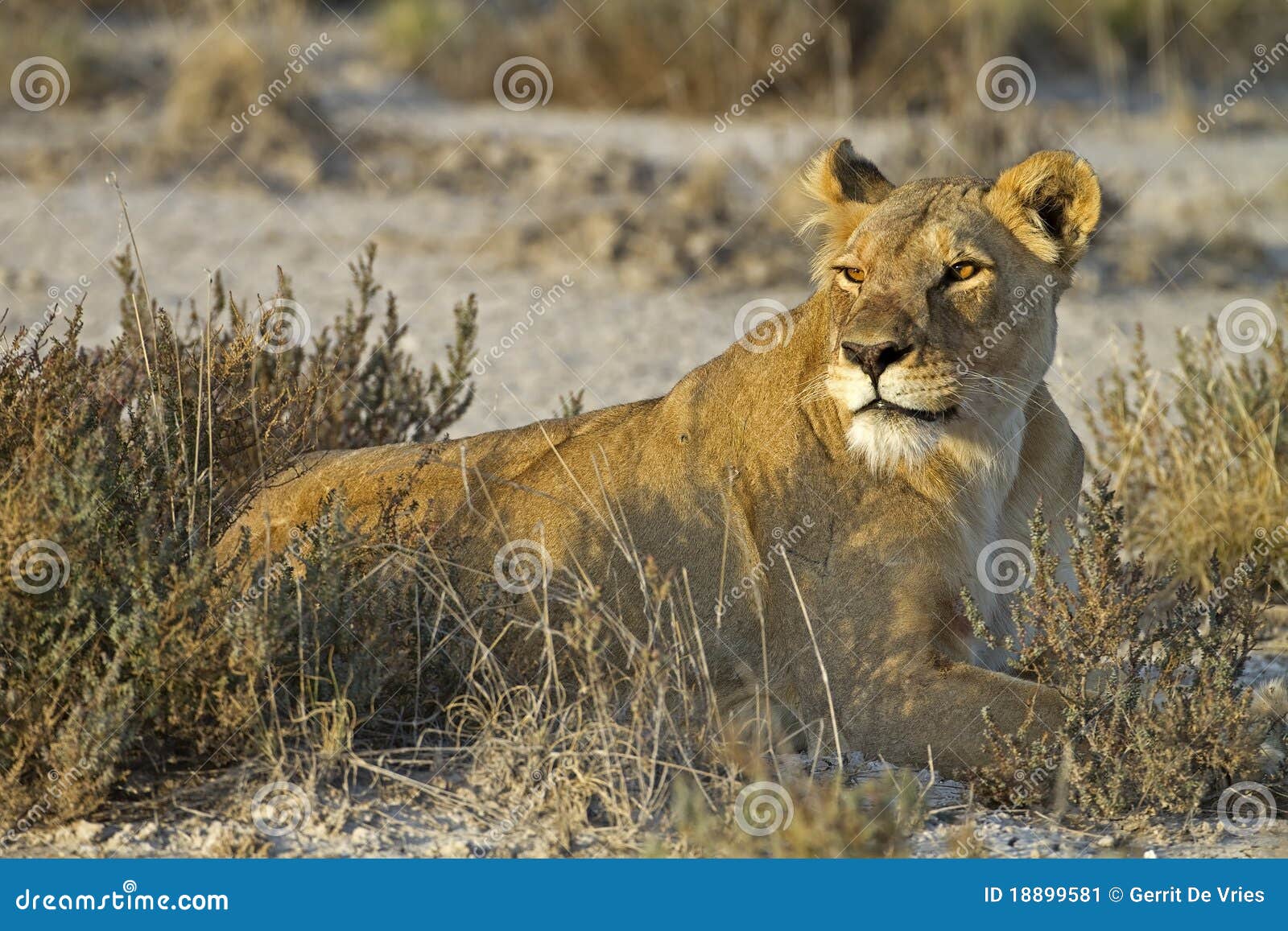 Lioness Laying in Grass-field Stock Image - Image of lioness, flora ...