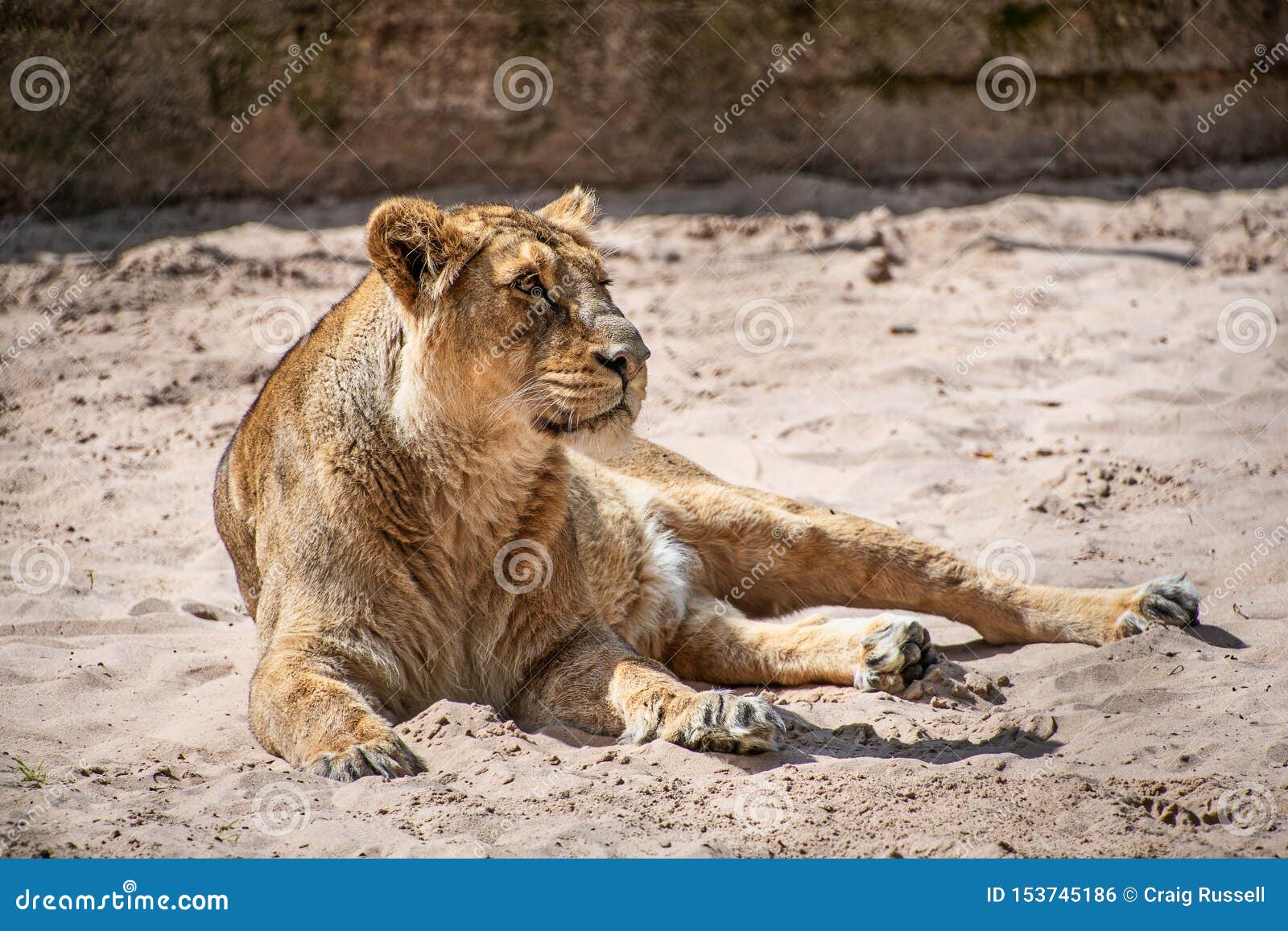 Lioness Laying on the Ground in Sun Stock Photo - Image of meat, mouth ...
