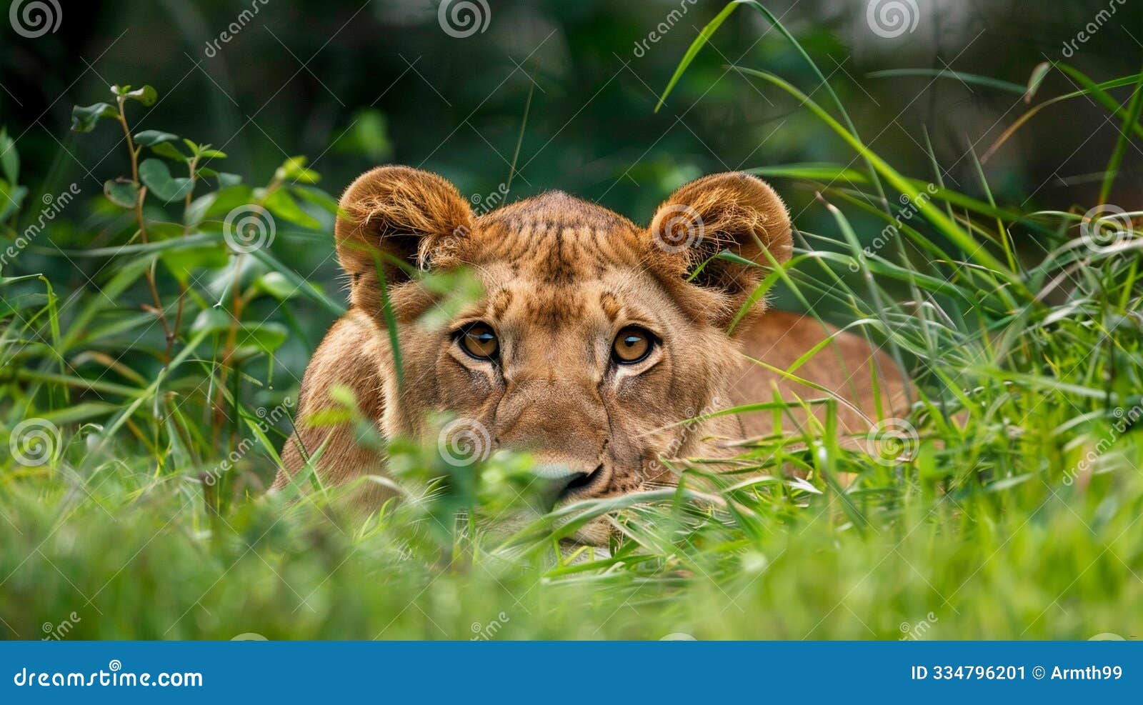 Prowling Lioness Royalty-Free Cartoon | CartoonDealer.com #68455100