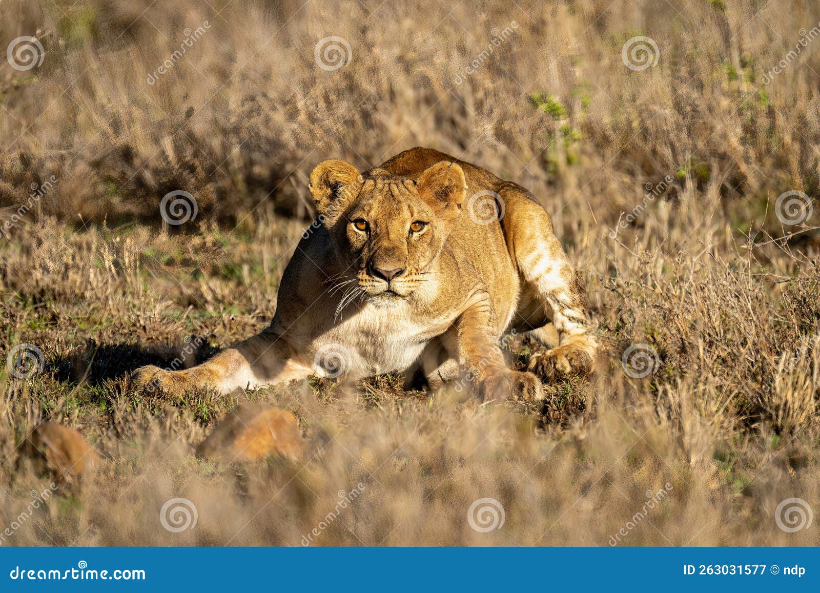 Lioness Lies Ready To Run with Catchlights Stock Image - Image of plain ...