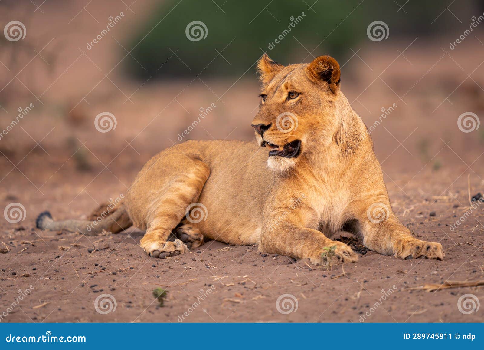 Lioness Lies on Sandy Slope Turning Head Stock Image - Image of five ...