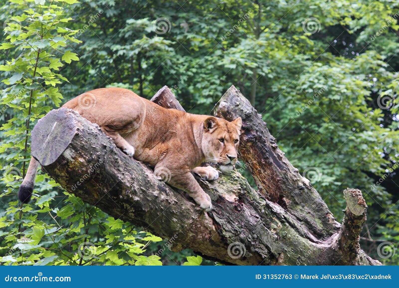 Lionees Stock Photos - Free & Royalty-Free Stock Photos from Dreamstime