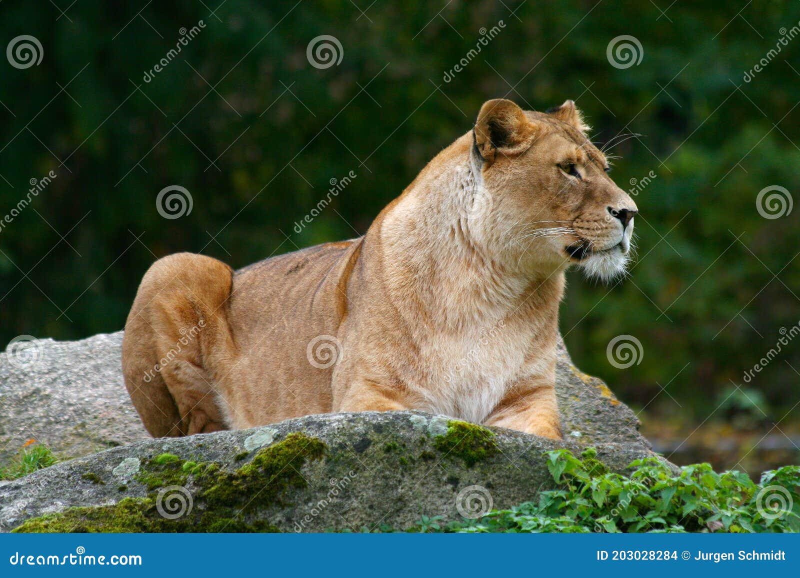 Lioness stock photo. Image of sanctuary, african, recreation - 203028284