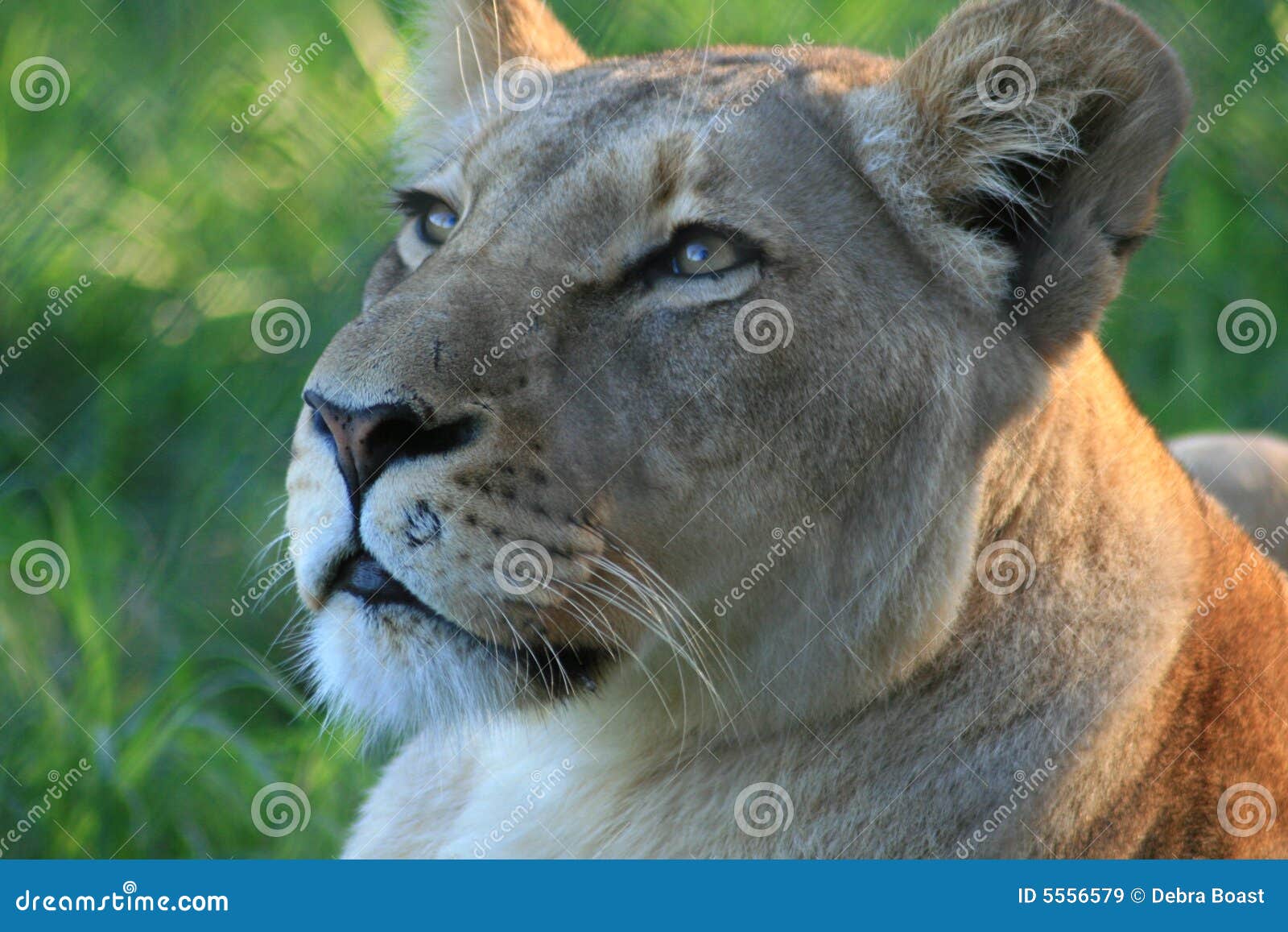 Lioness looking stock image. Image of whiskers, licking - 5556579