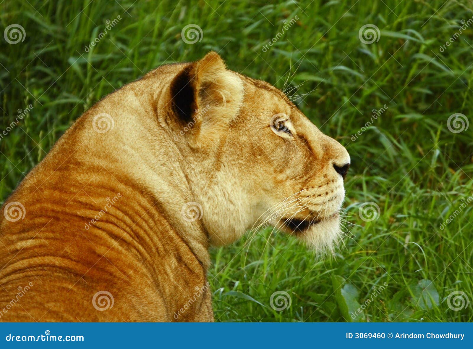 Lioness Looking back stock photo. Image of african, awesome - 3069460