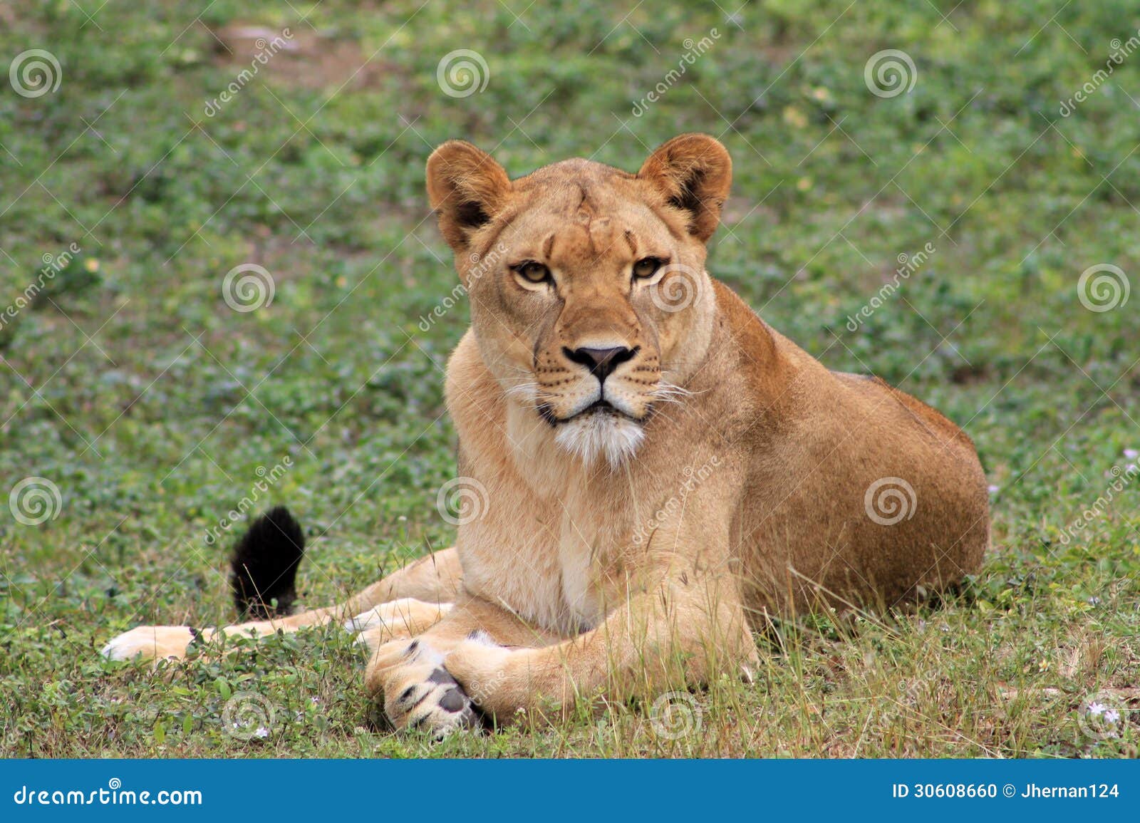 Lioness Looking into Camera Stock Photo - Image of face, great: 30608660