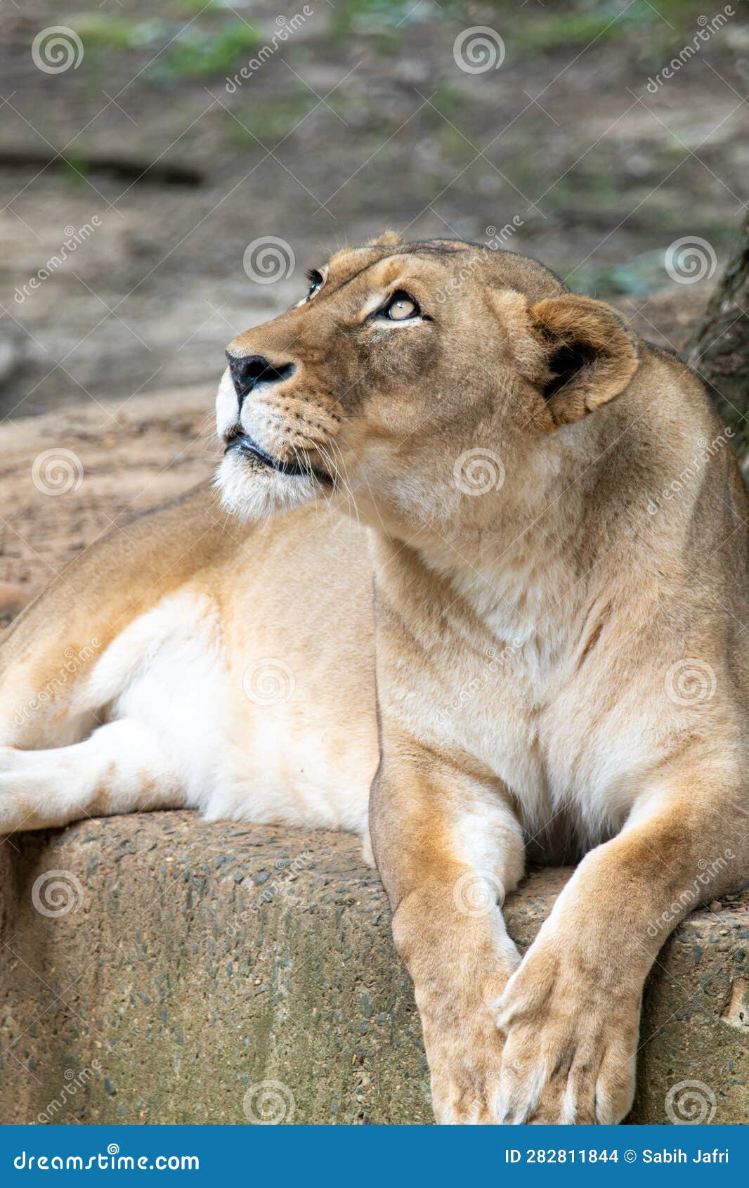 Lioness Looking at the Jungle Canopy Stock Photo - Image of majestic ...