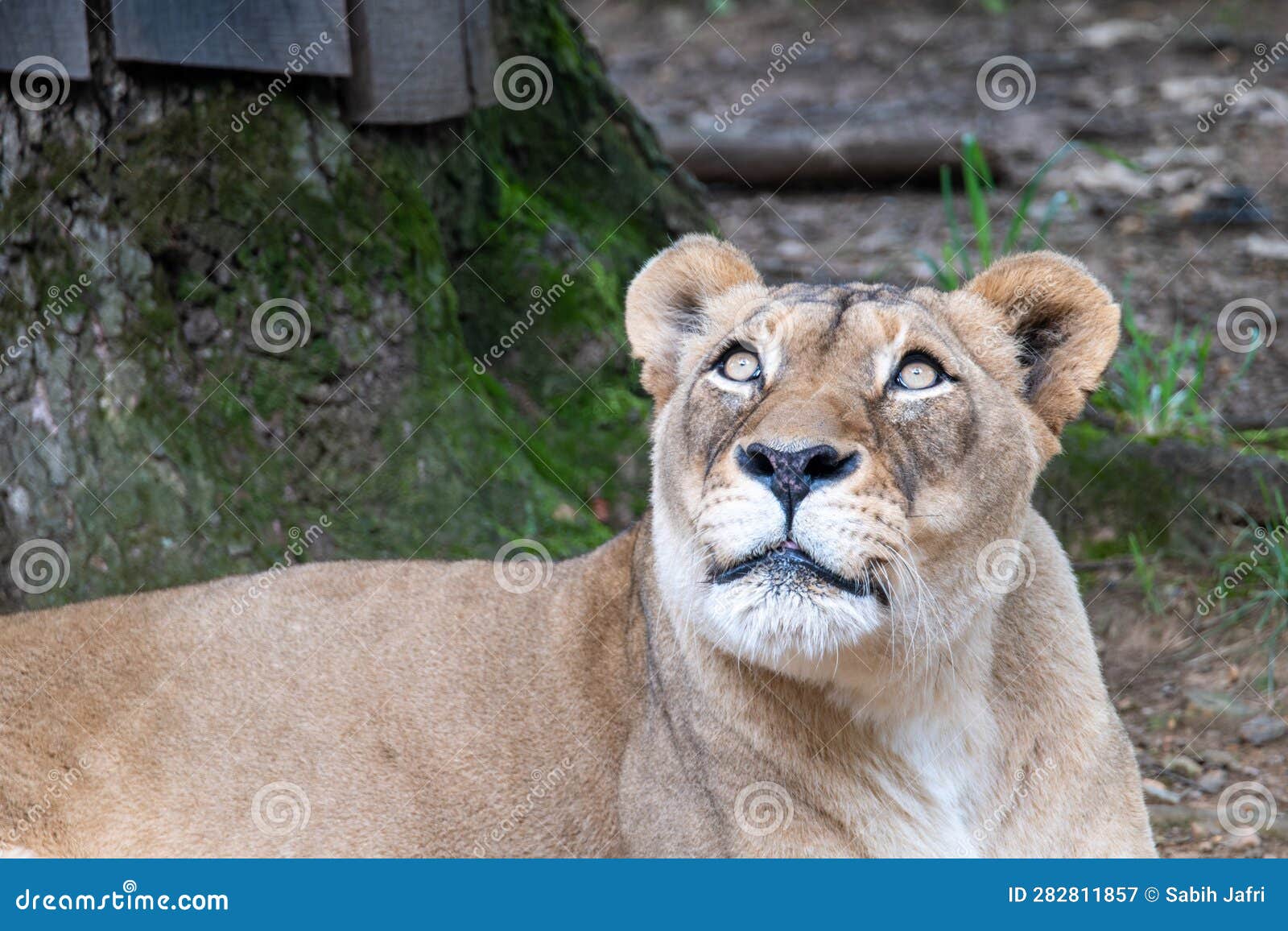 Lioness Looking at the Jungle Canopy Stock Image - Image of king ...