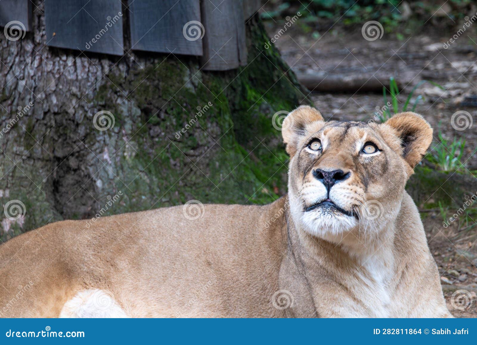 Lioness Looking at the Jungle Canopy Stock Photo - Image of nature ...