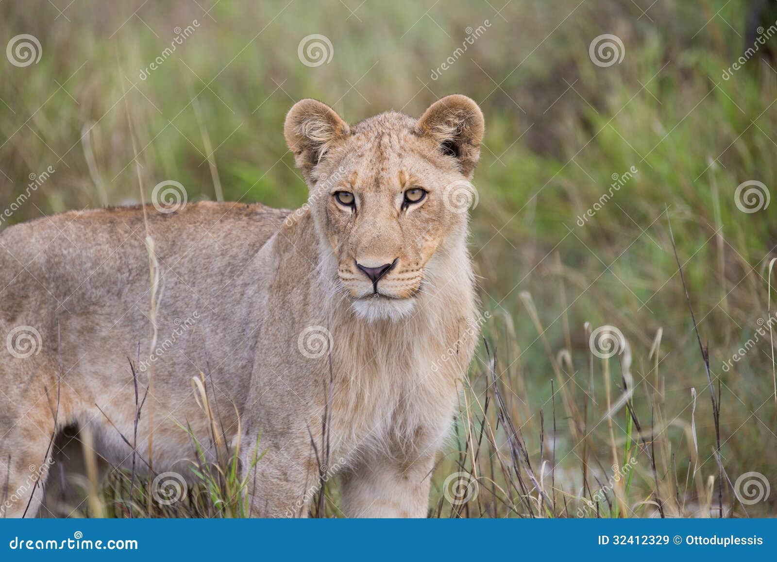 Lioness Looking Into Camera Stock Photography | CartoonDealer.com #30608660