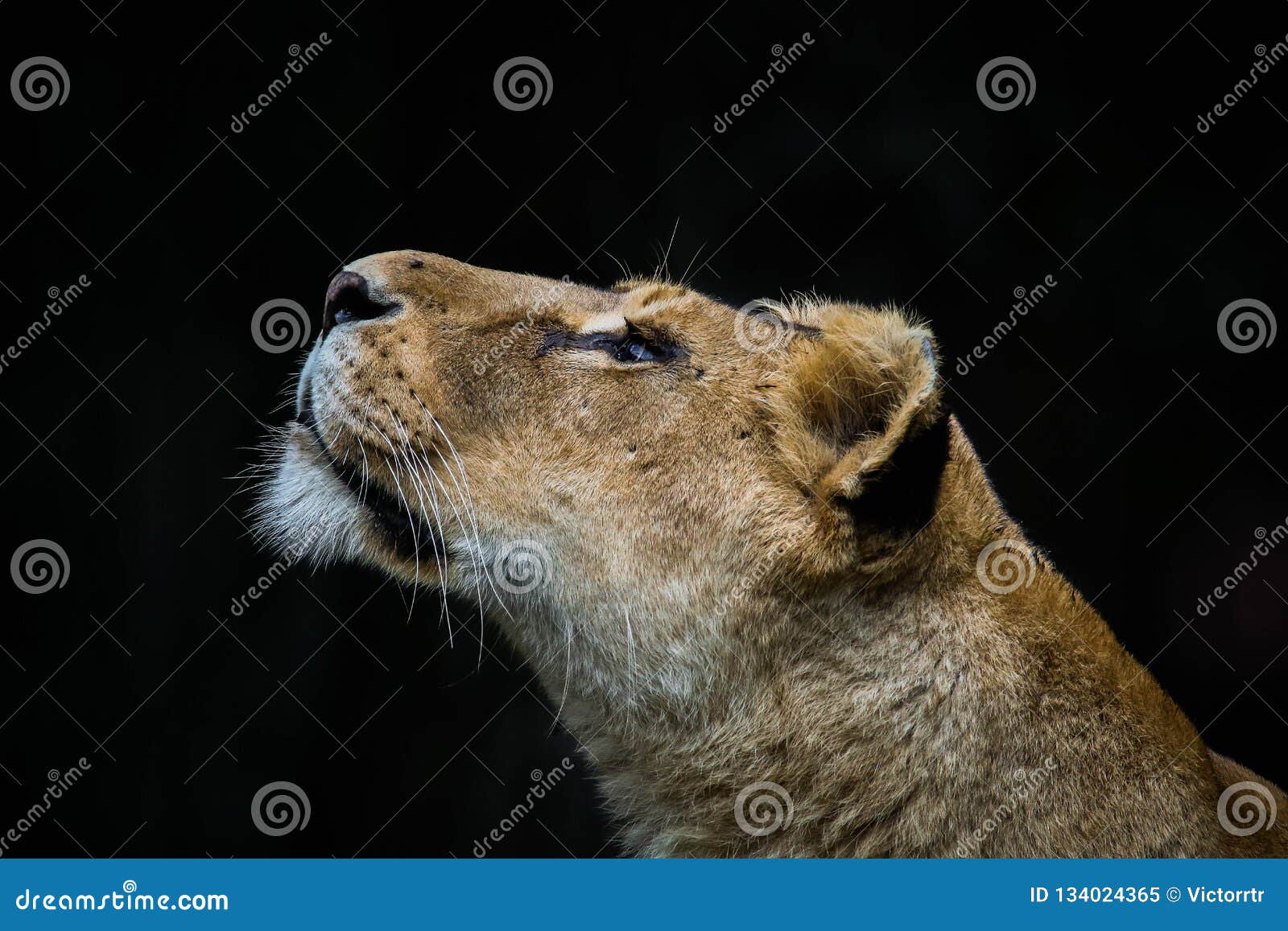 Lioness Looking Up. Lion Sniffing Stock Image - Image of looking ...