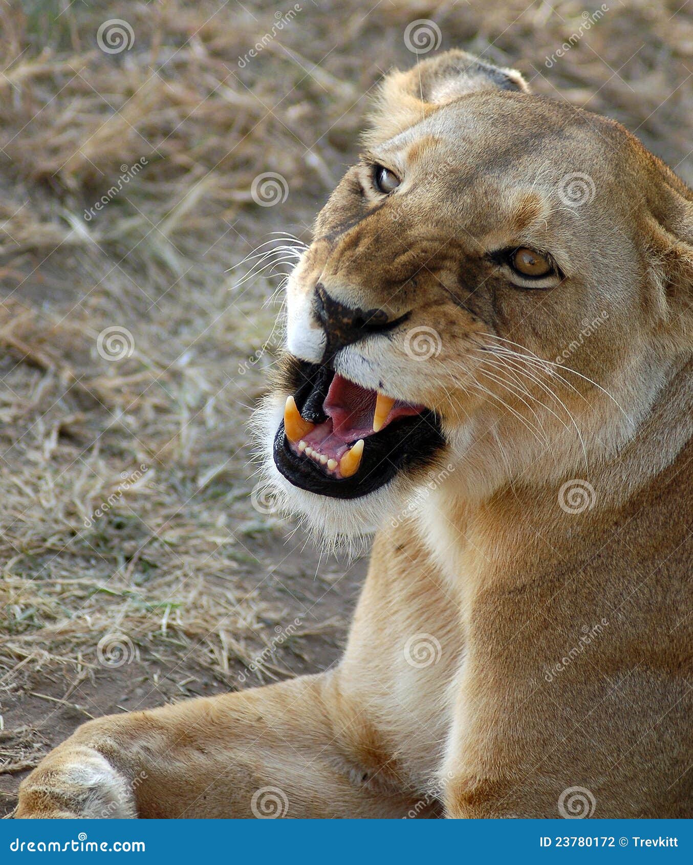 Lioness Looking Up and Snarling Stock Photo - Image of lioness, scare ...