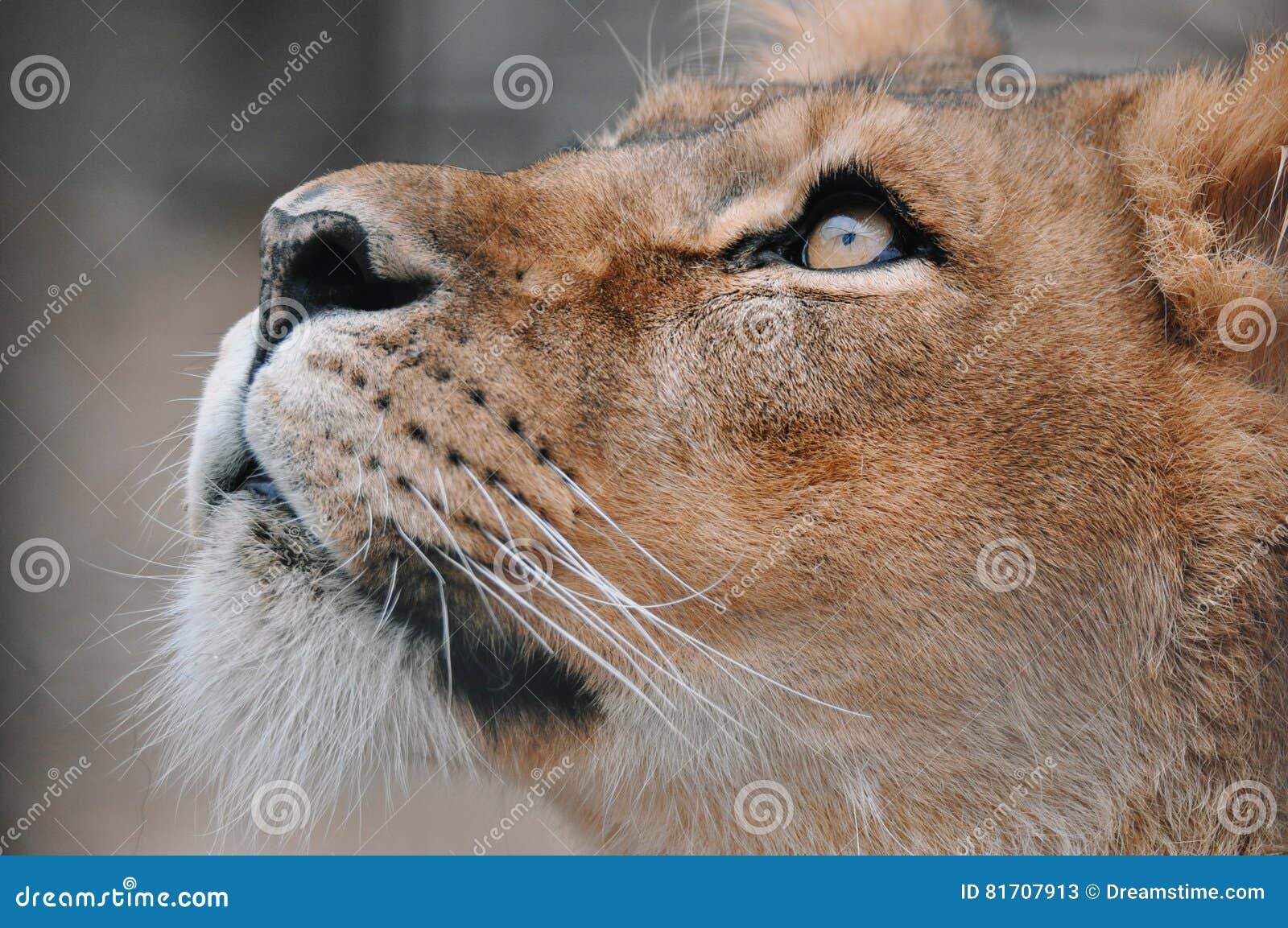 Lioness Looking Into Camera Stock Photography | CartoonDealer.com #30608660