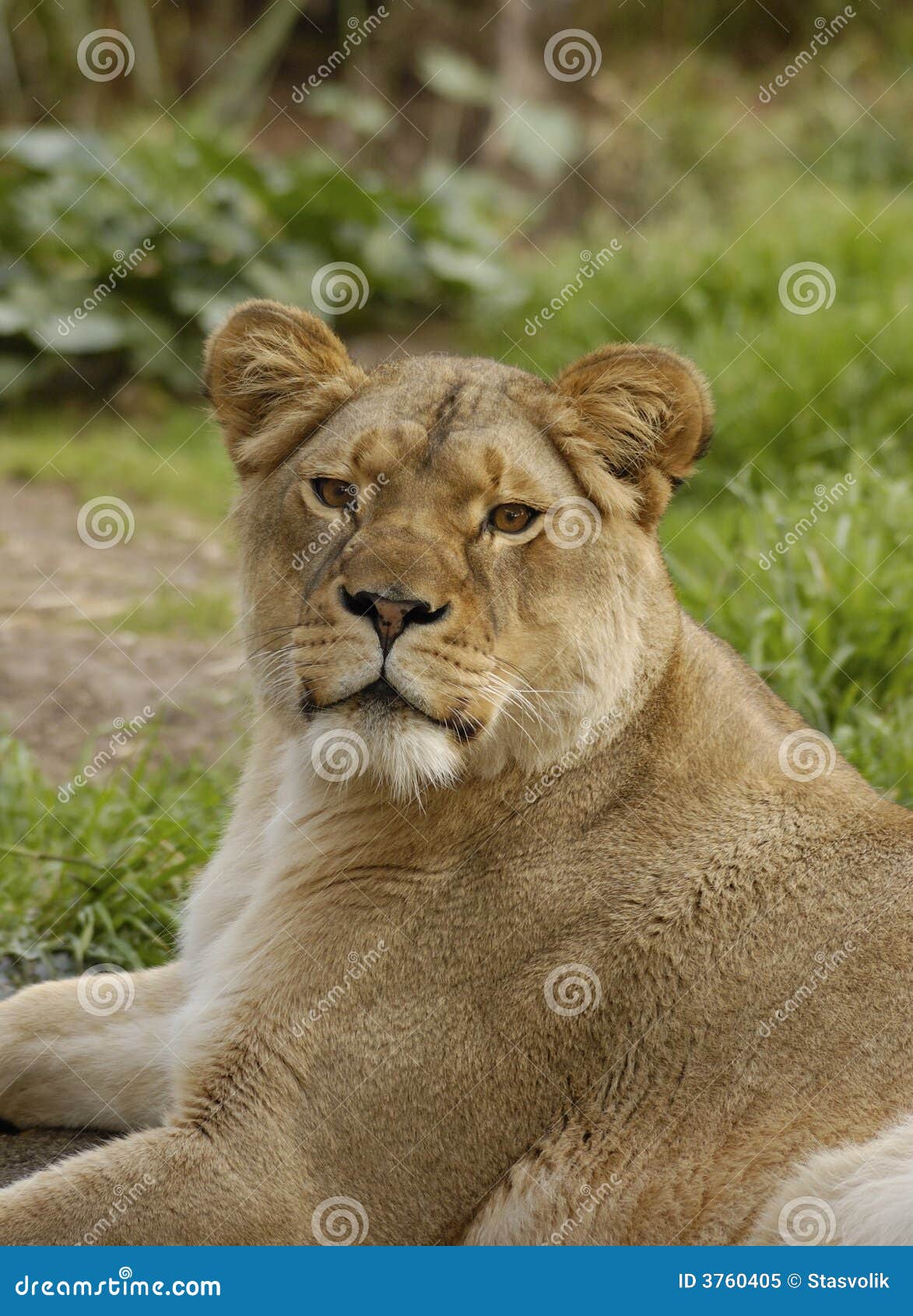Lioness Looks at the Viewer Stock Image - Image of female, carnivore ...