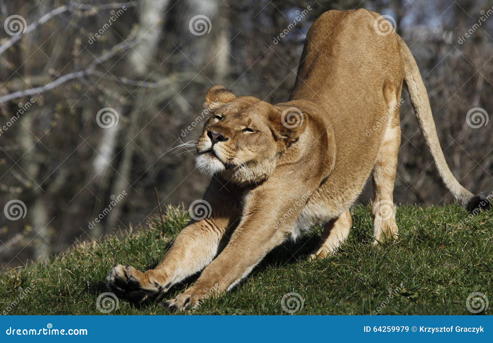 Lioness chill out stock image. Image of namibia, deserving - 64259979