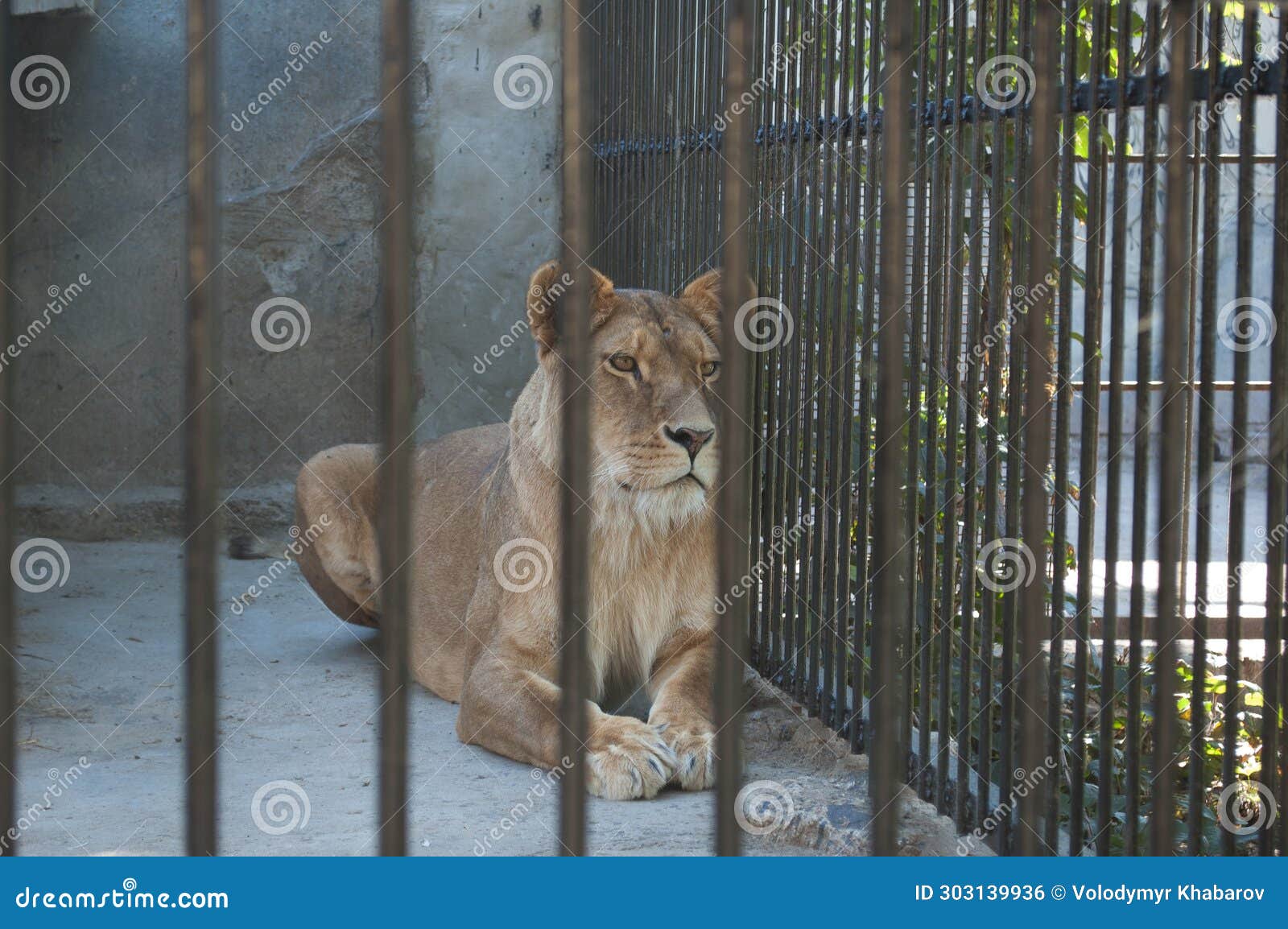 A Lioness Lying Behind the Bars of a Cage in a Zoo Stock Photo - Image ...