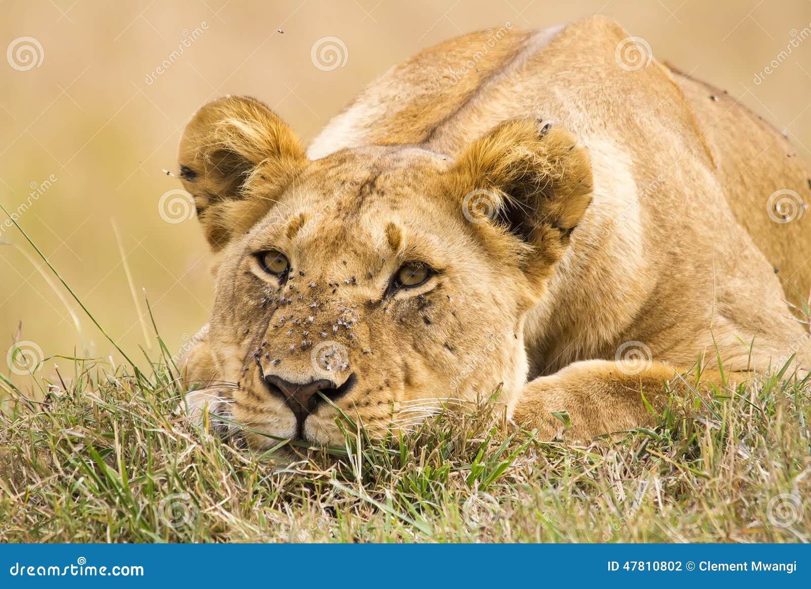 Lioness Lying down stock photo. Image of mara, lionessportrait - 47810802
