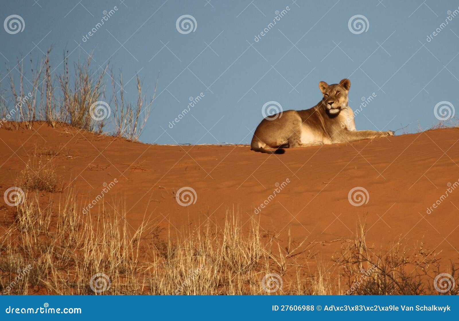 Lioness lying on red dune stock photo. Image of dune - 27606988