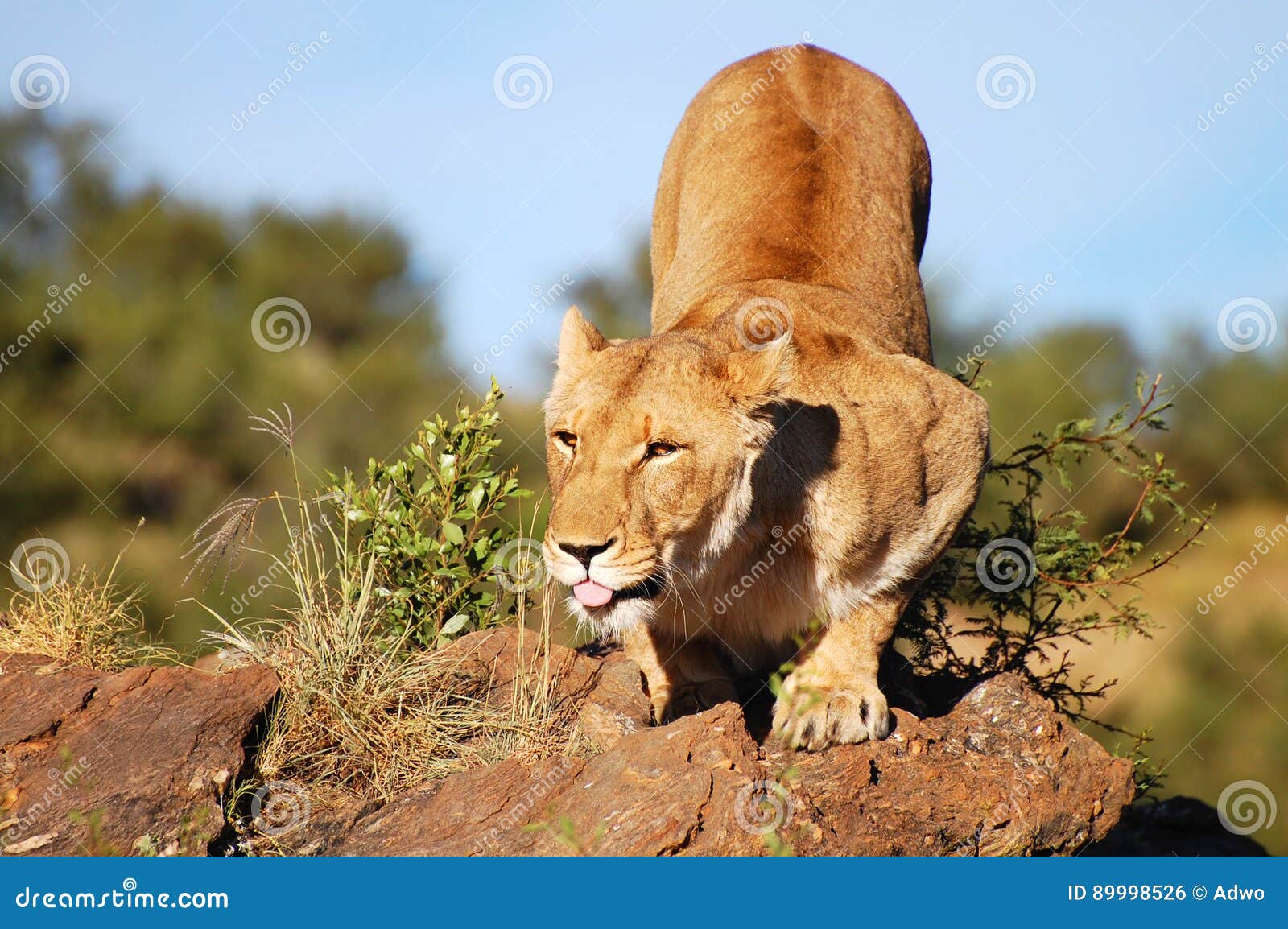 Lioness - Namibia stock photo. Image of nose, conservation - 89998526
