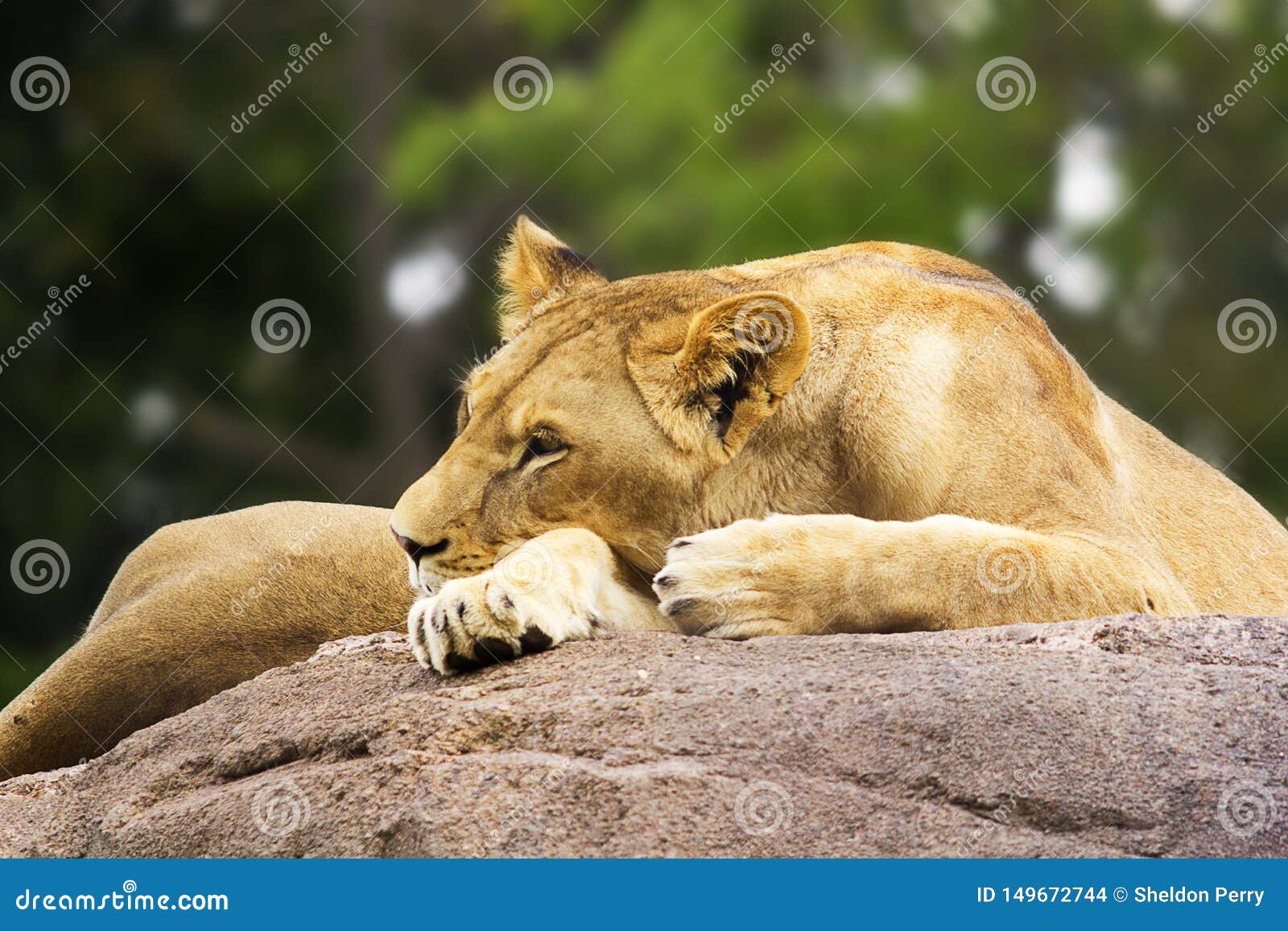 388 Predator Napping Stock Photos - Free & Royalty-Free Stock Photos ...