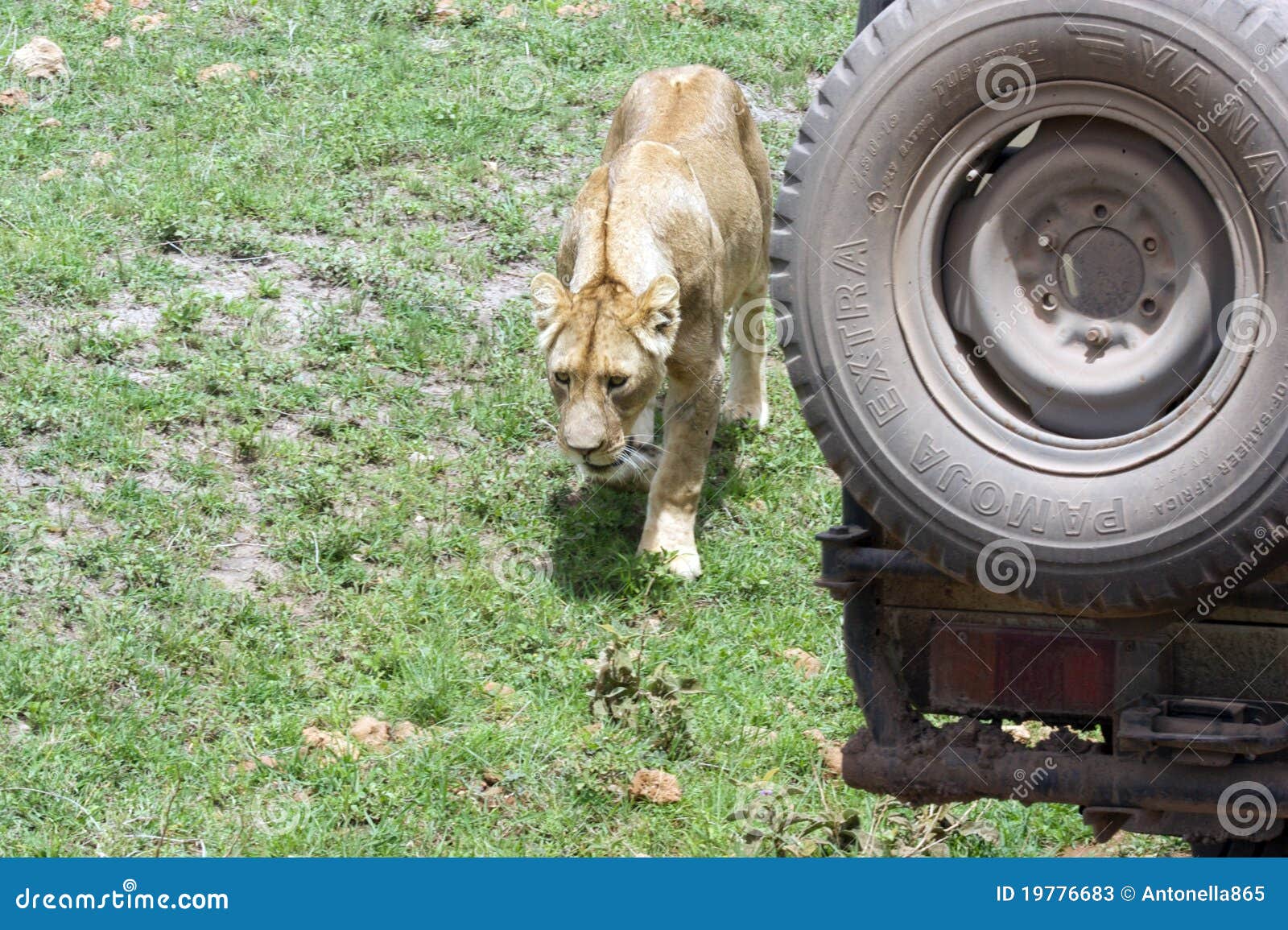 Lioness near the car editorial stock photo. Image of walk - 19776683