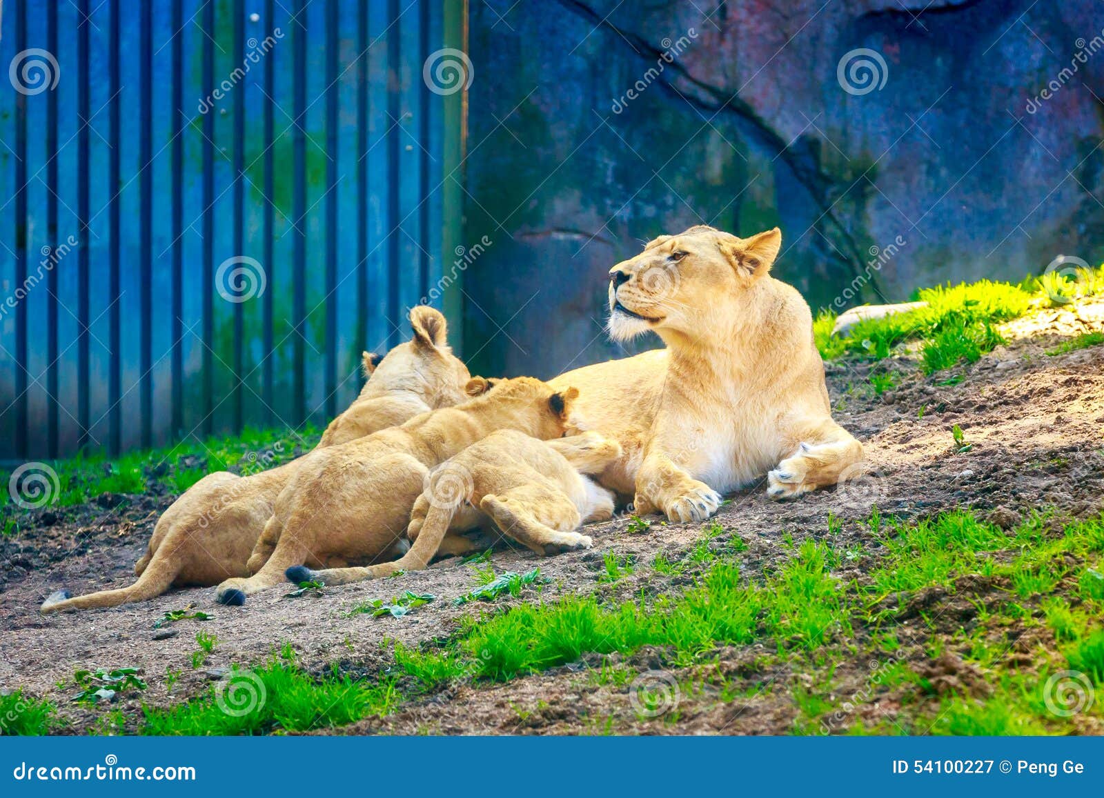 Lioness nursing three cubs stock image. Image of felidae - 54100227