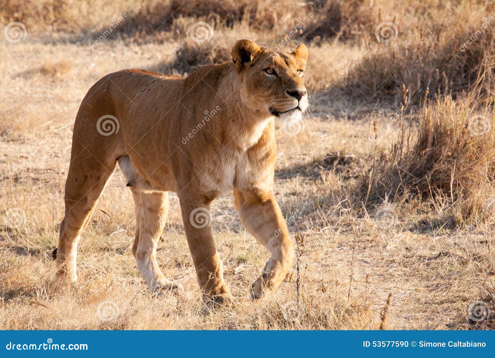 Lioness stock photo. Image of mammal, female, kenyan - 53577590