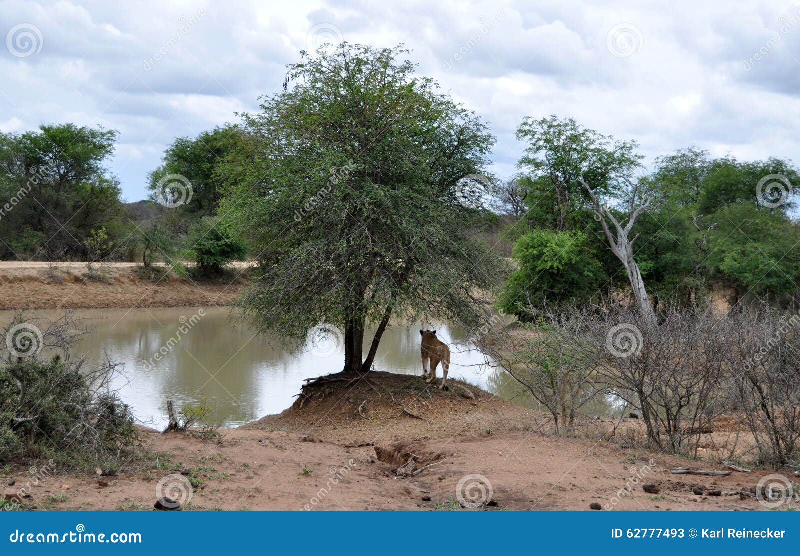 Lioness Overlooking Pond in Kruger National Park Stock Image - Image of ...