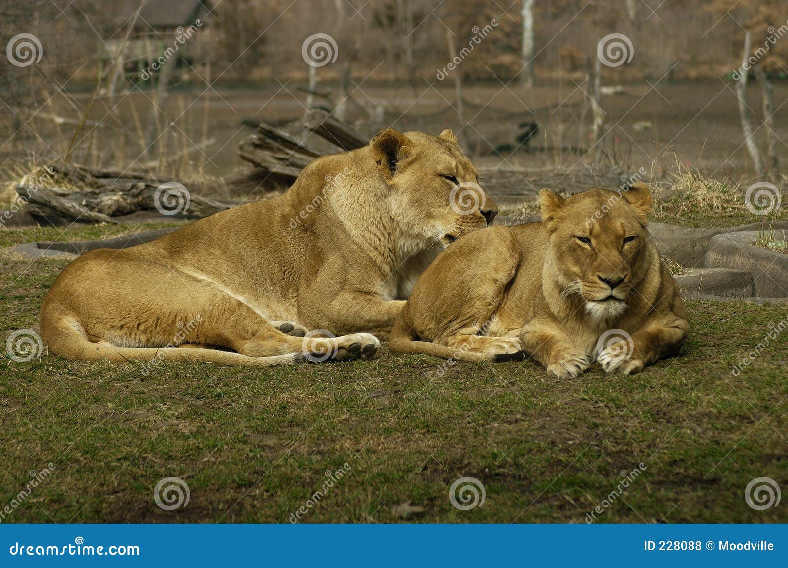 Lioness Pair Picture. Image: 228088