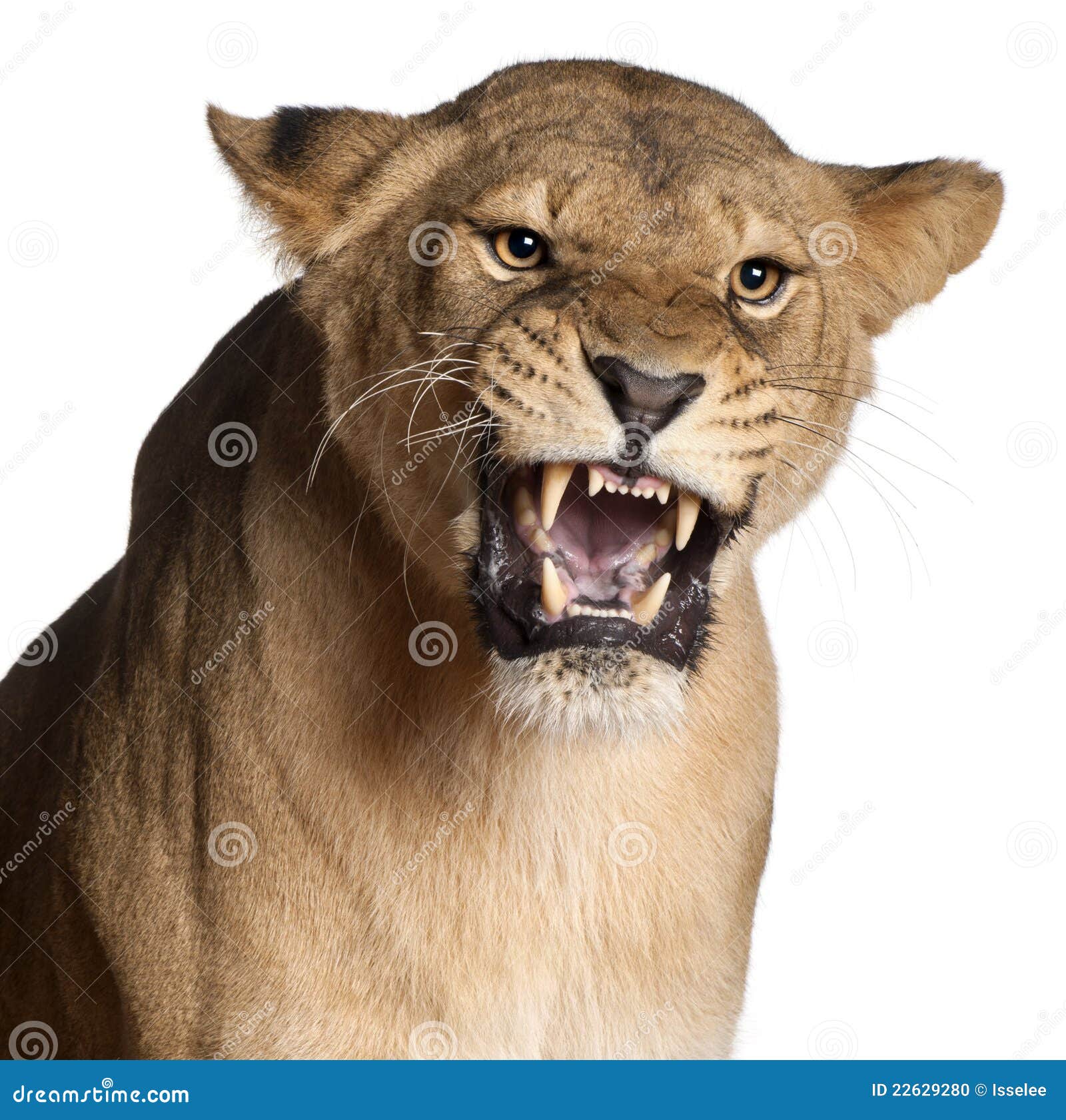 Snarling Lioness