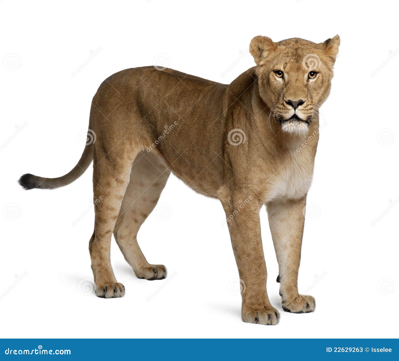 Lioness Standing Alert Stock Photos - Free & Royalty-Free Stock Photos ...