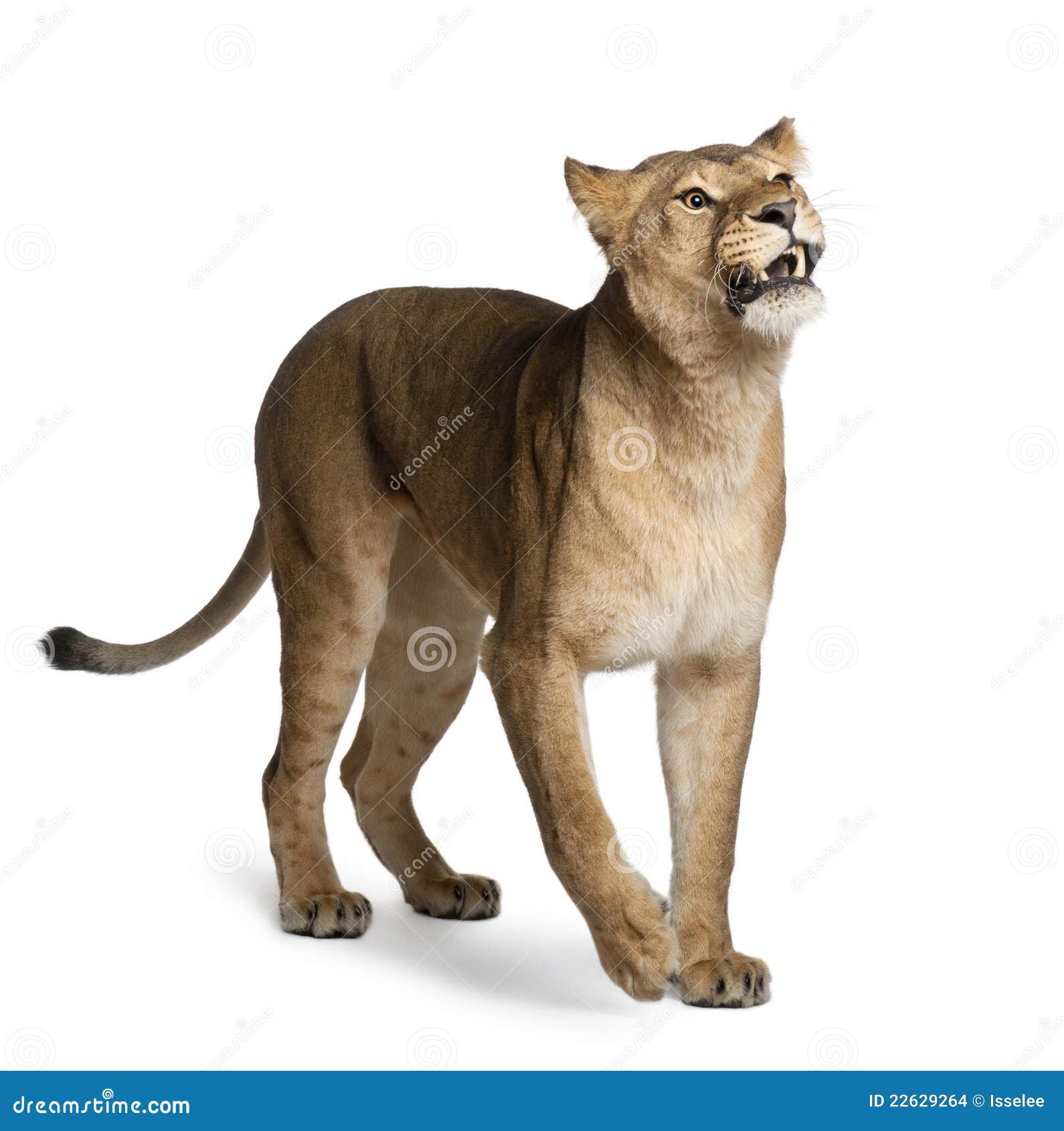 Lioness, Panthera Leo, 3 Years Old, Standing Stock Photo - Image of ...