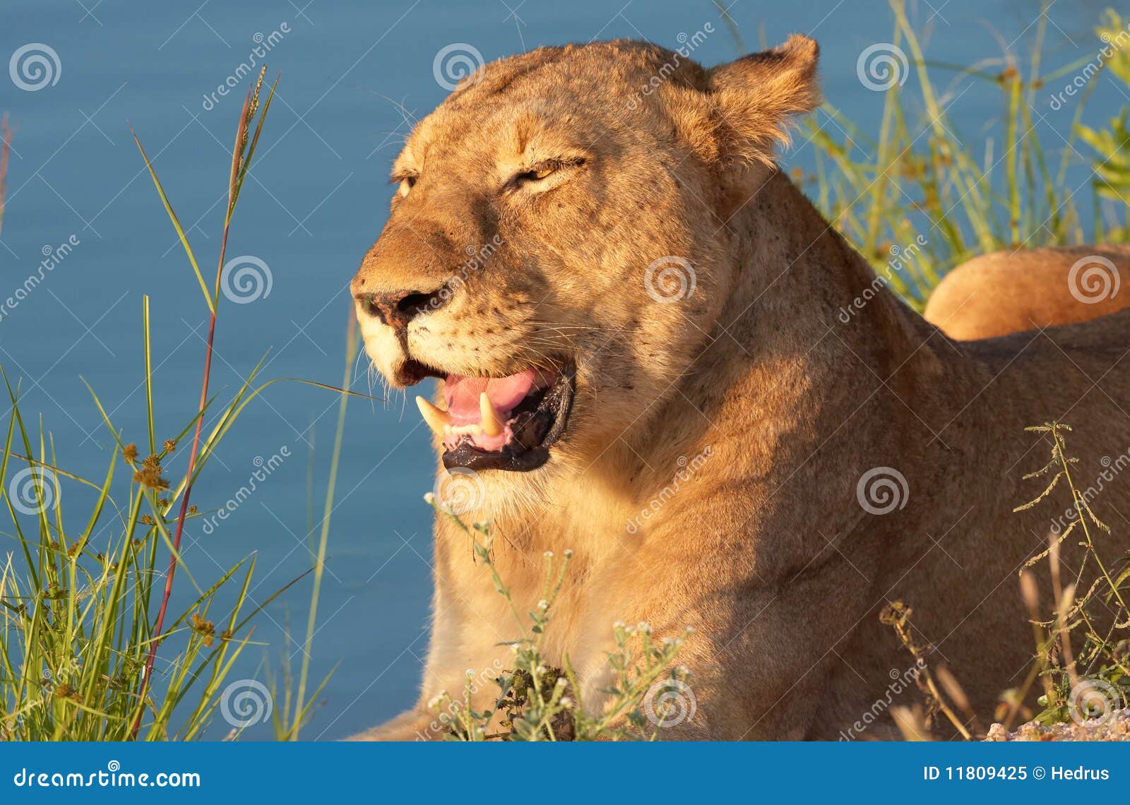 Lioness (panthera Leo) Close-up Stock Image - Image of grass, head ...