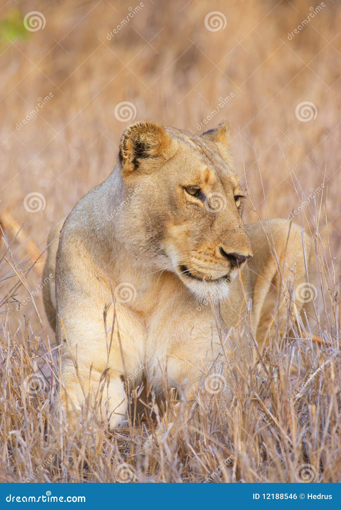 Lioness (panthera Leo) Close-up Stock Photo - Image of close, behaviour ...