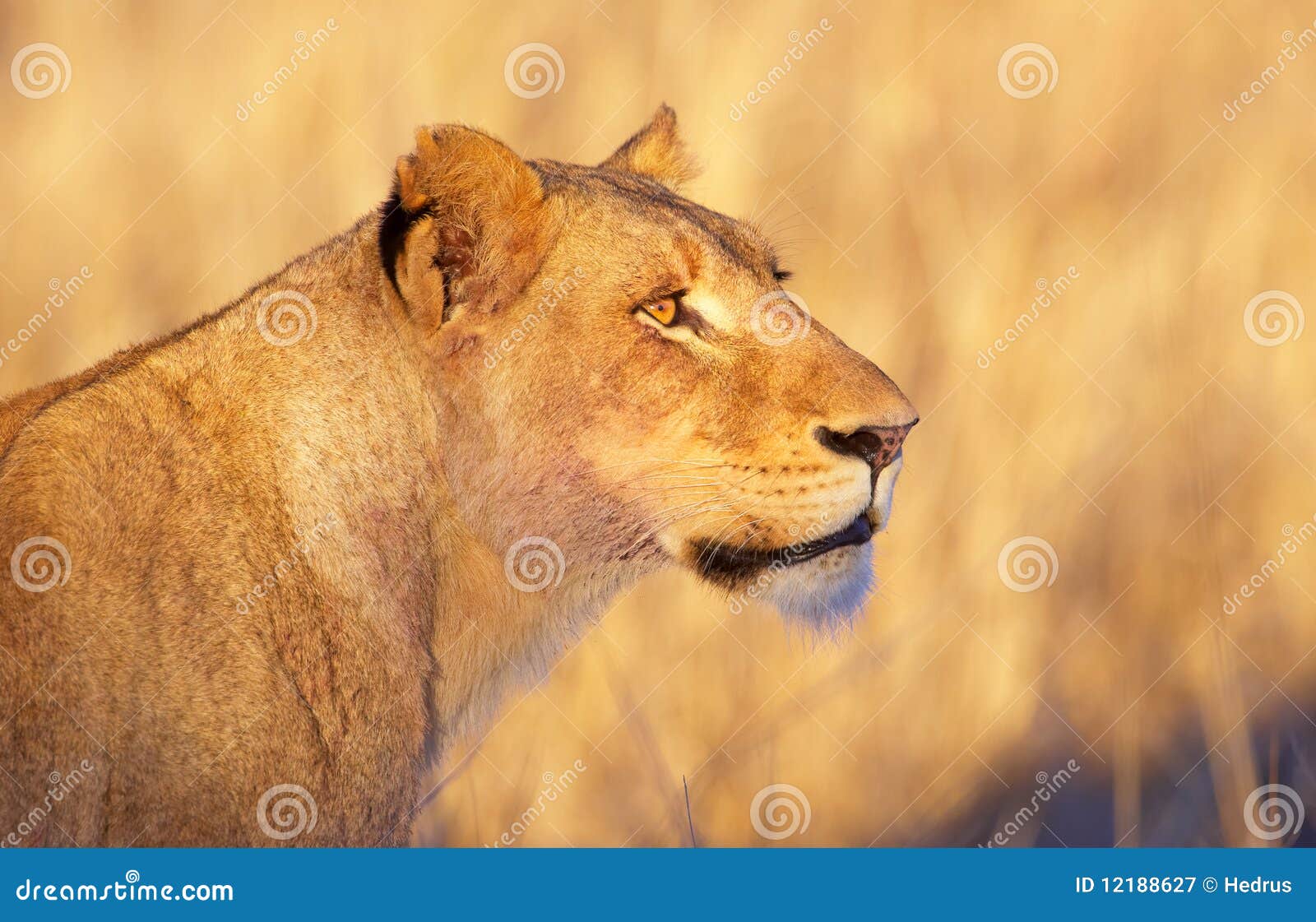Lioness (panthera Leo) Close-up Stock Image - Image of hair, head: 12188627