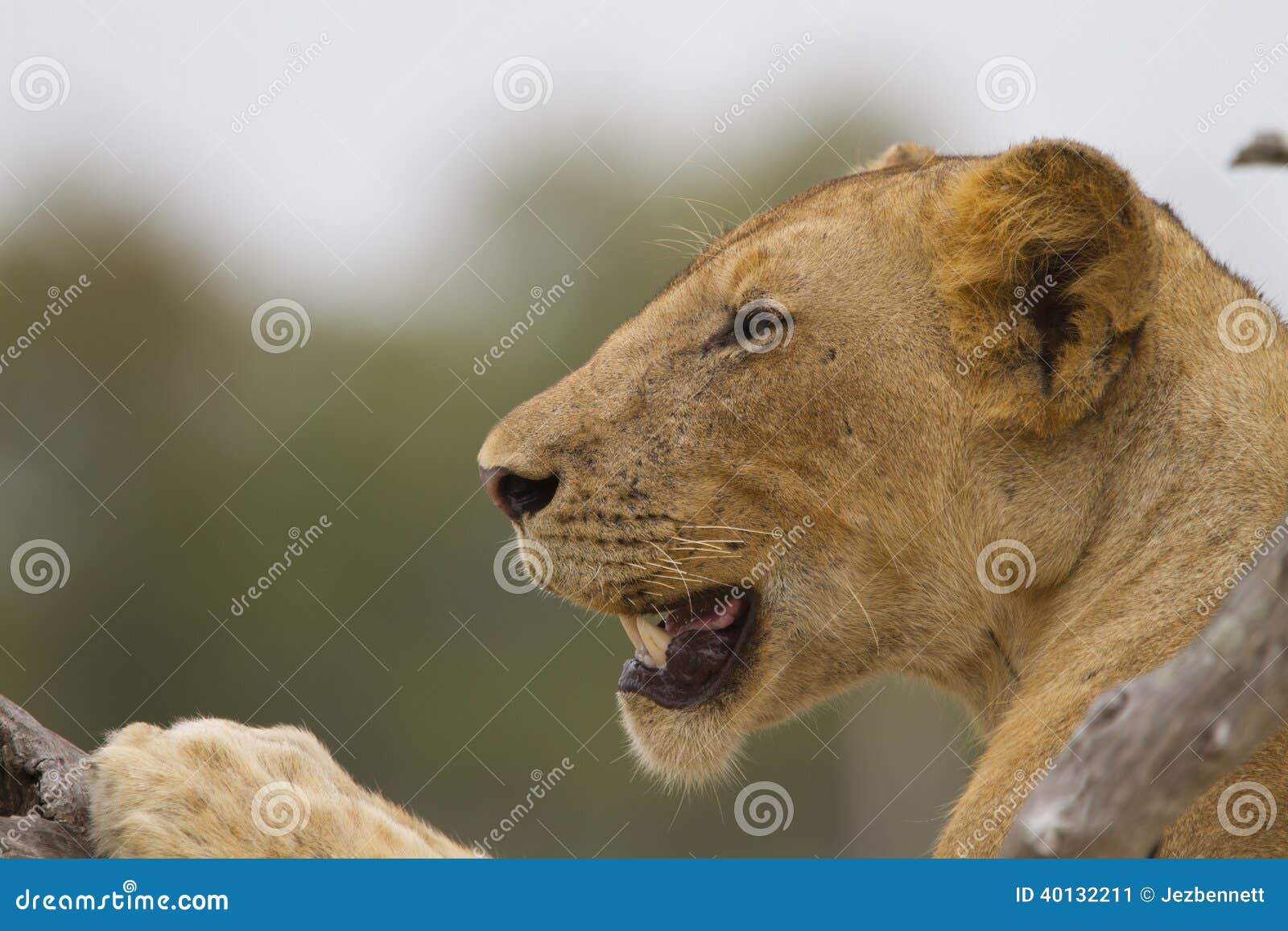 Lioness (Panthera Leo) Close-up Stock Image - Image of female, summer ...